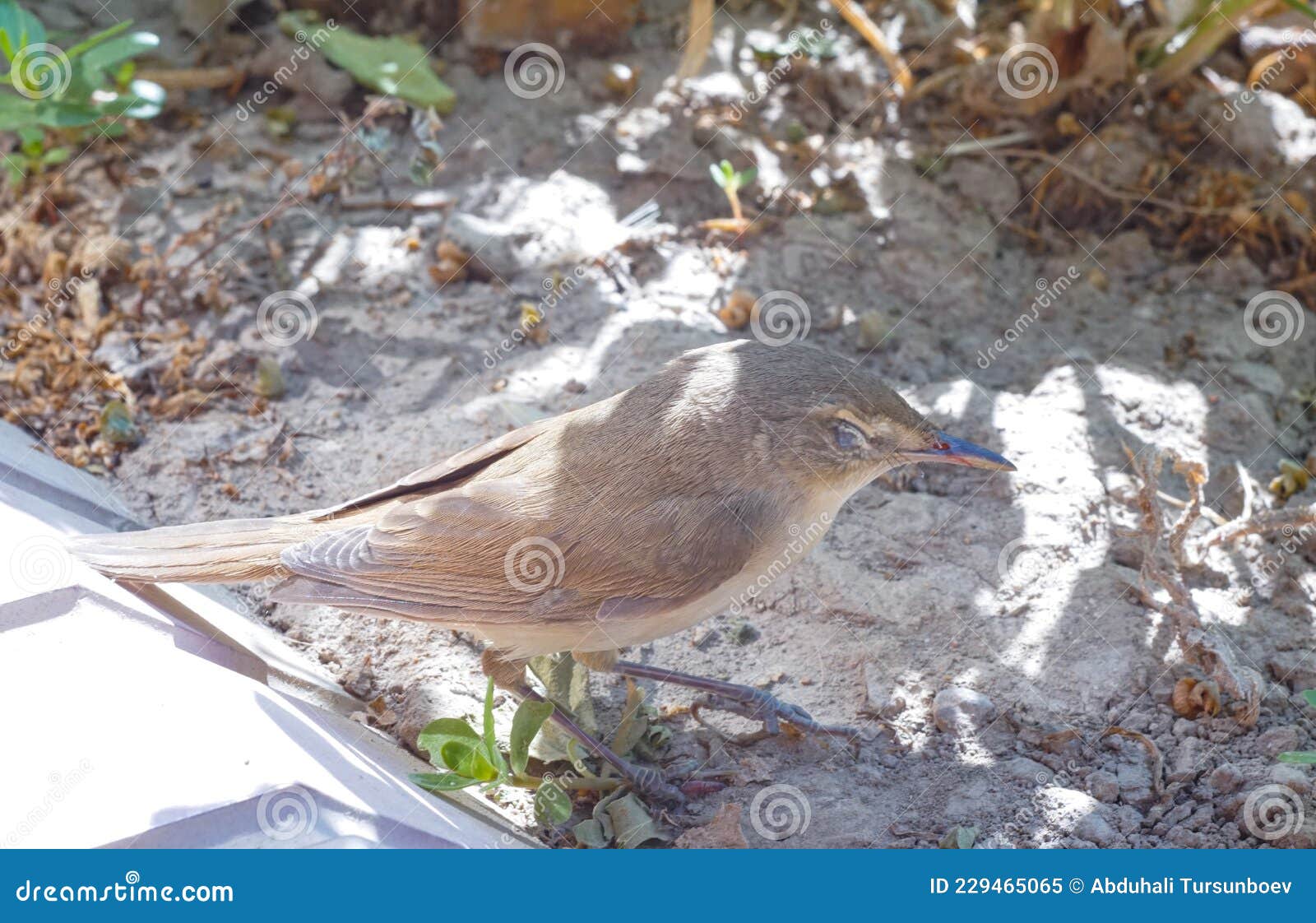 Sick bird stock image. Image of dove, health, food, young - 229465065