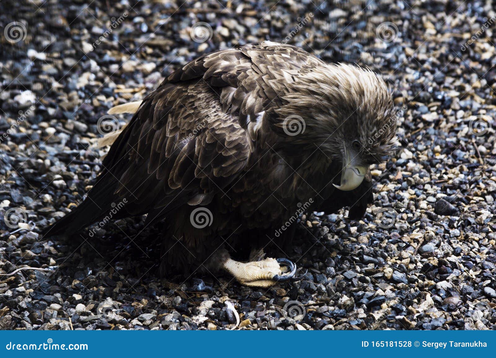 Sick Bird Stock Photos - Download 1,031 Royalty Free Photos
