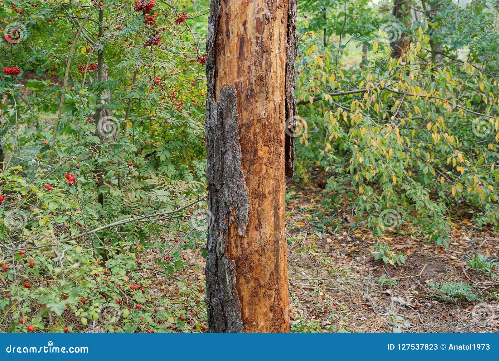 A Fallen Sick Baby Tooth And A Toothbrush On A White Background. The ...