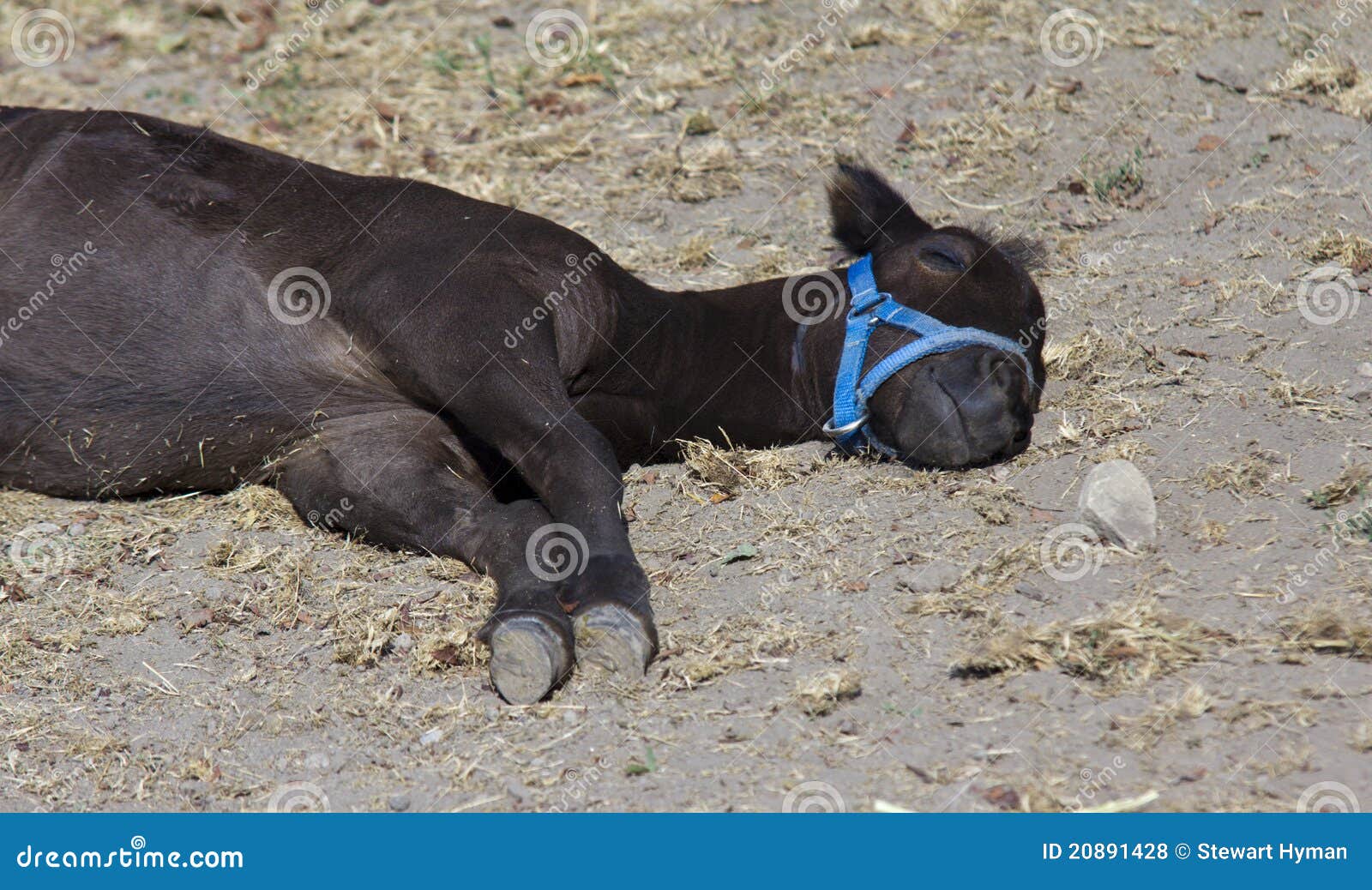 Sick Calf stock photo. Image of illness, death, ground - 20891428