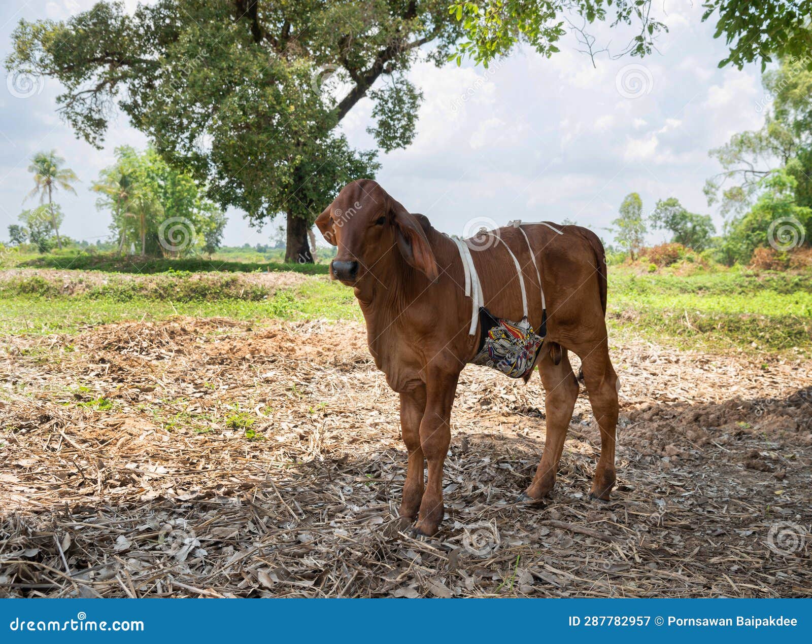 Sick calf stock image. Image of animal, horizontal, caucasian - 287782957