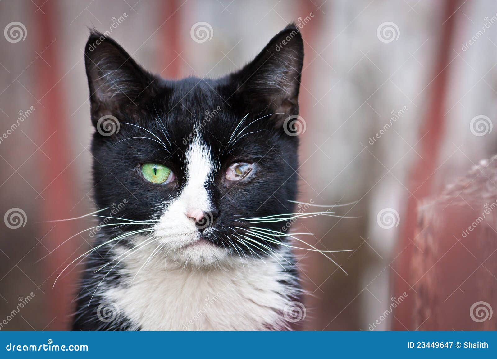 Sick cat stock image. Image of close, problems, animal - 23449647