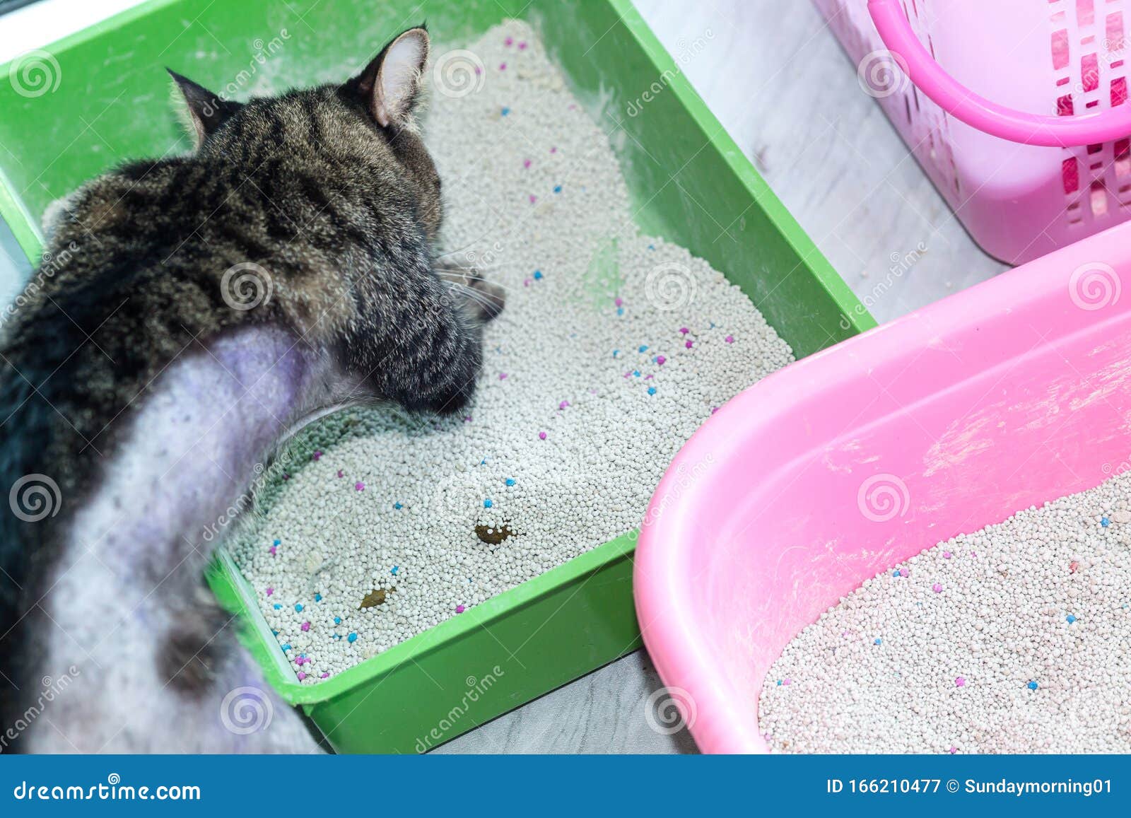 Sick Cat Access To the Bathroom Has Many Coloured Sandsand Stock Image ...