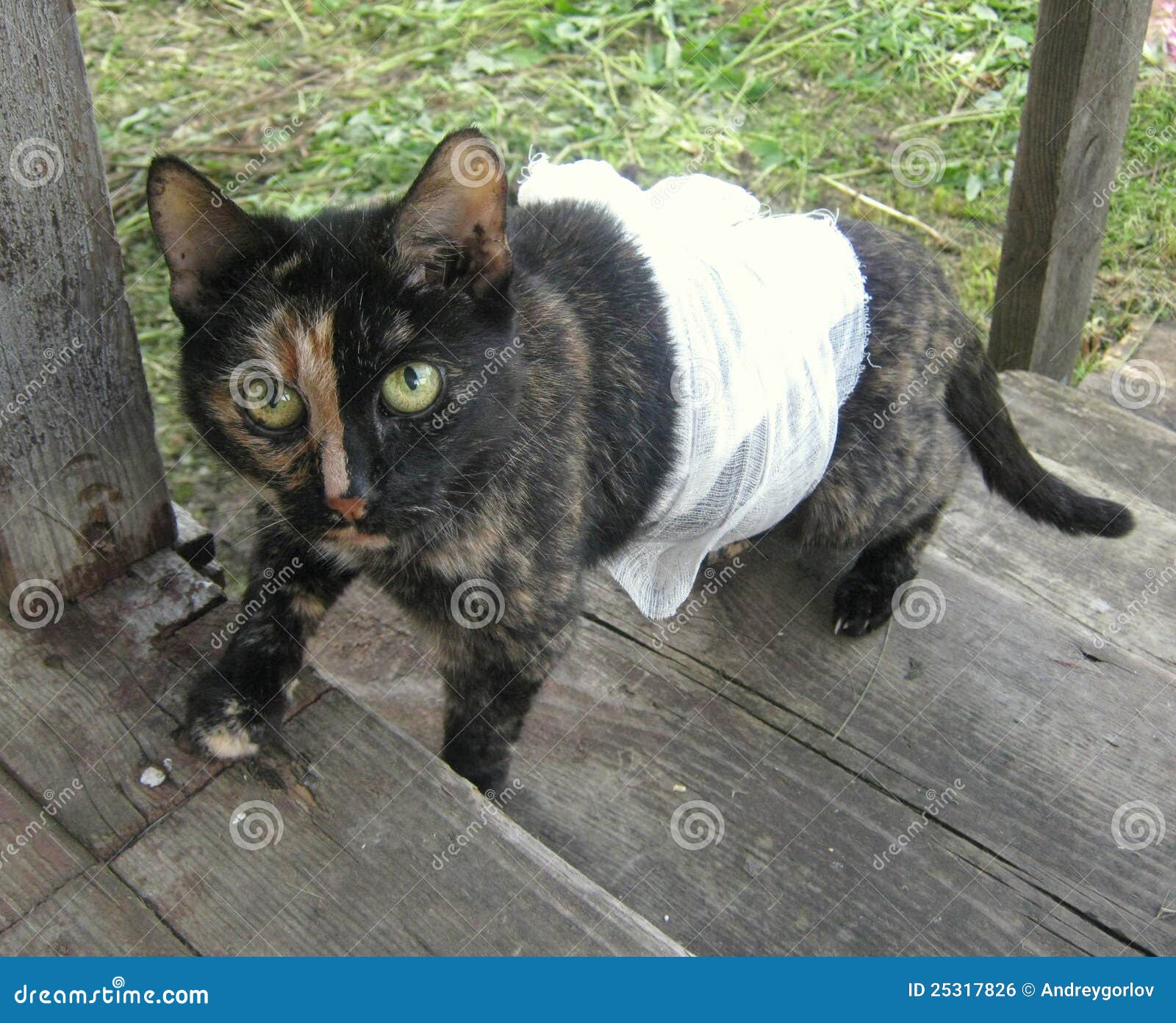 Sick Cat With Bandage Royalty Free Stock Image - Image: 25317826