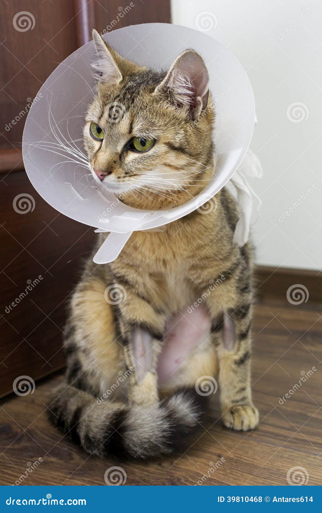 Sick cat with colar stock photo. Image of sick, care - 39810468