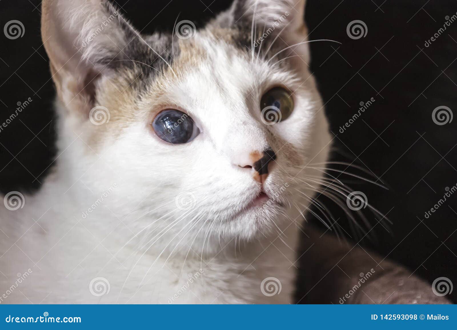 Sick cat with eye disease stock photo. Image of care - 142593098