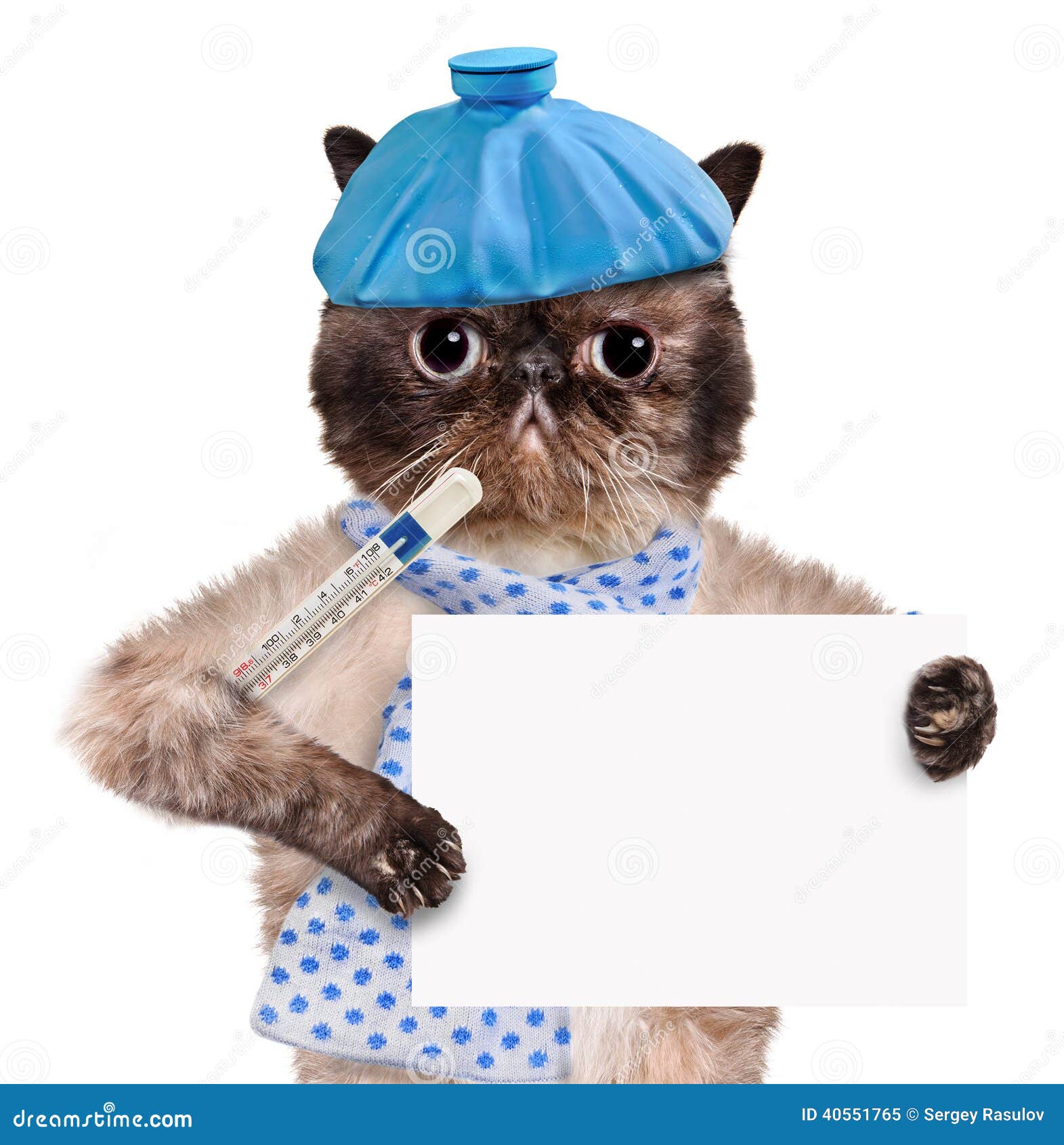 Sick cat. stock image. Image of emergency, fever, cold - 40551765