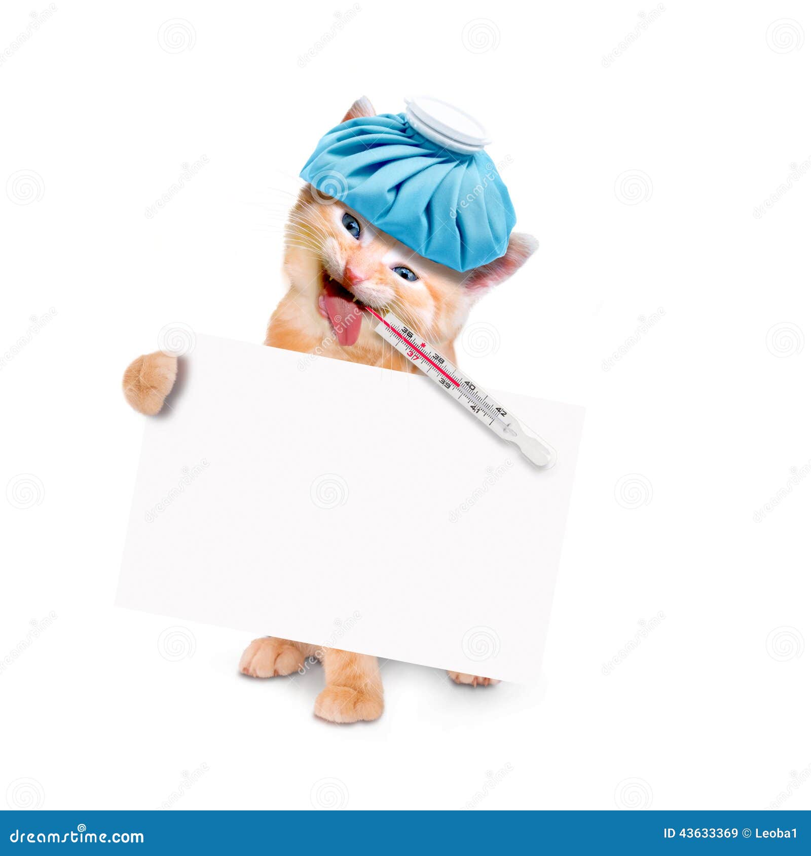 Sick Cat with Ice Pack and Thermometer and Banner Isolated Stock Image ...