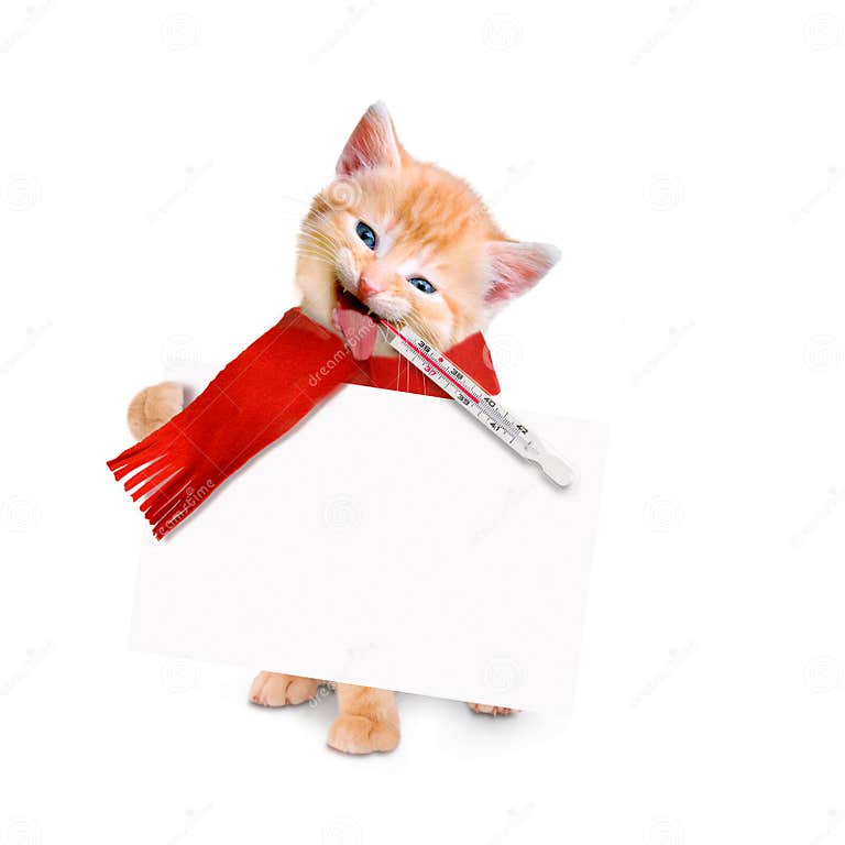 Sick Cat with Ice Pack and Thermometer Isolated on White Background ...
