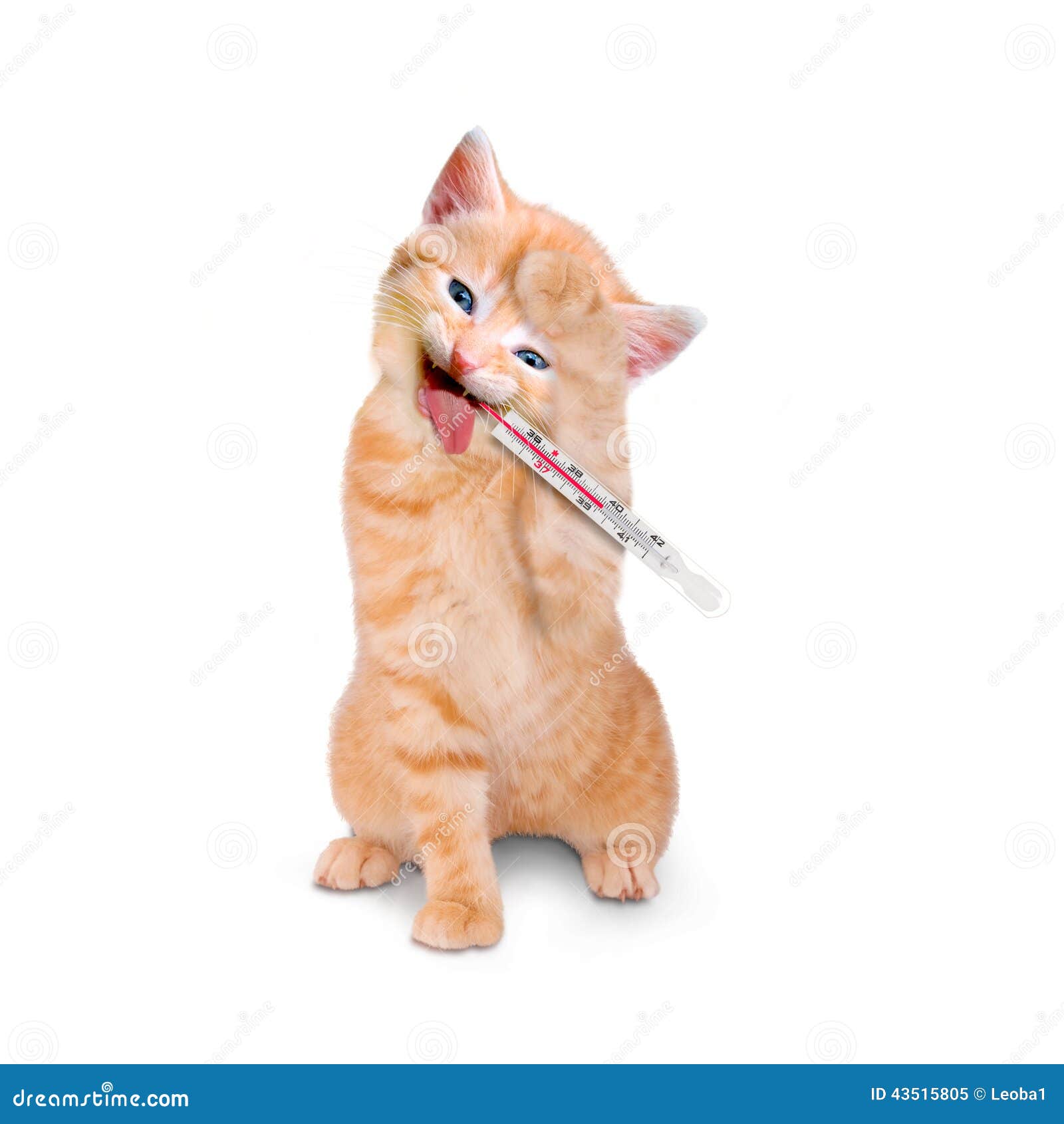 Sick Cat with Ice Pack and Thermometer Isolated Stock Image - Image of ...