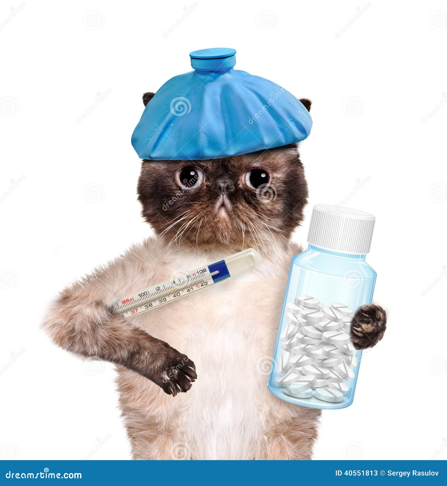 Sick cat. stock image. Image of heal, surgery, recovery - 40551813