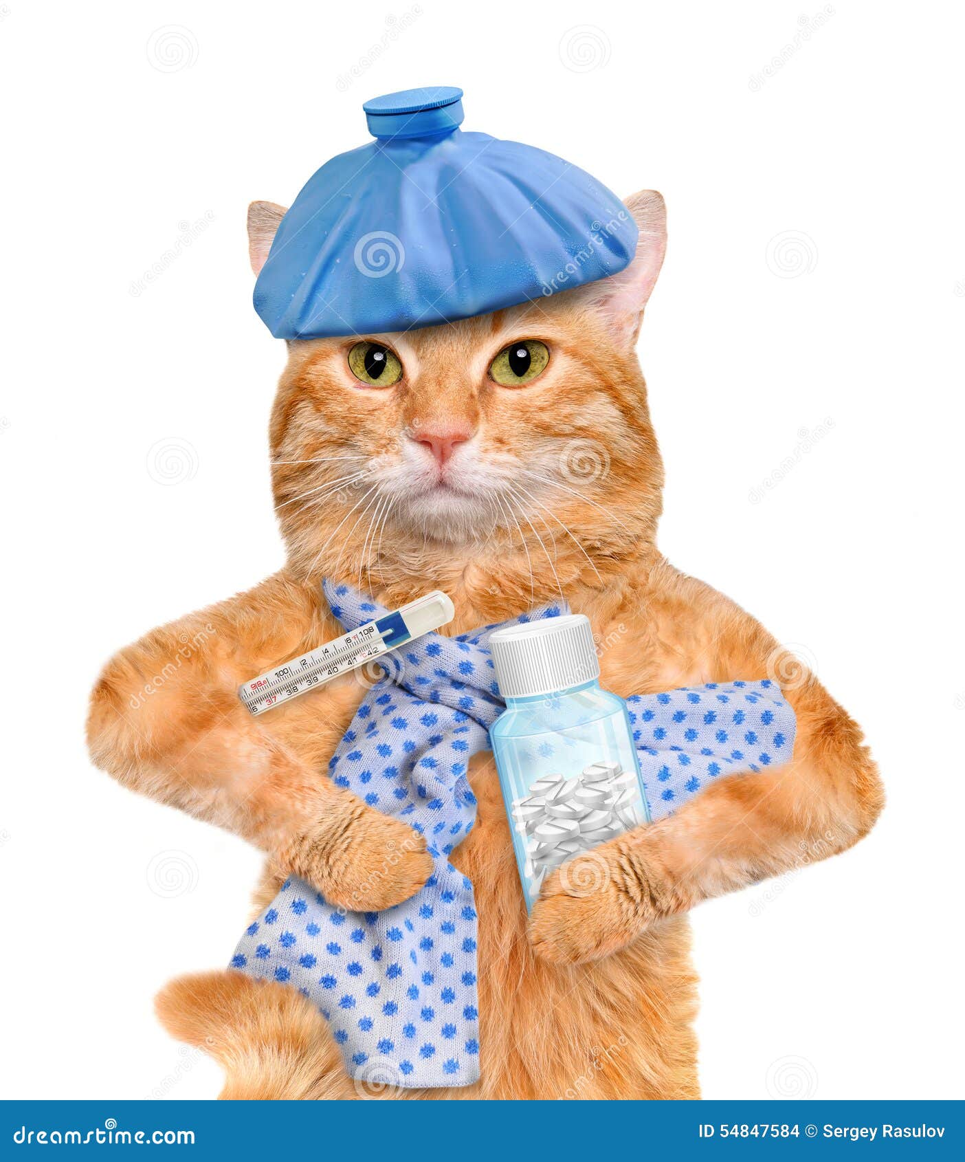 Sick cat. stock photo. Image of disease, doctor, injury - 54847584
