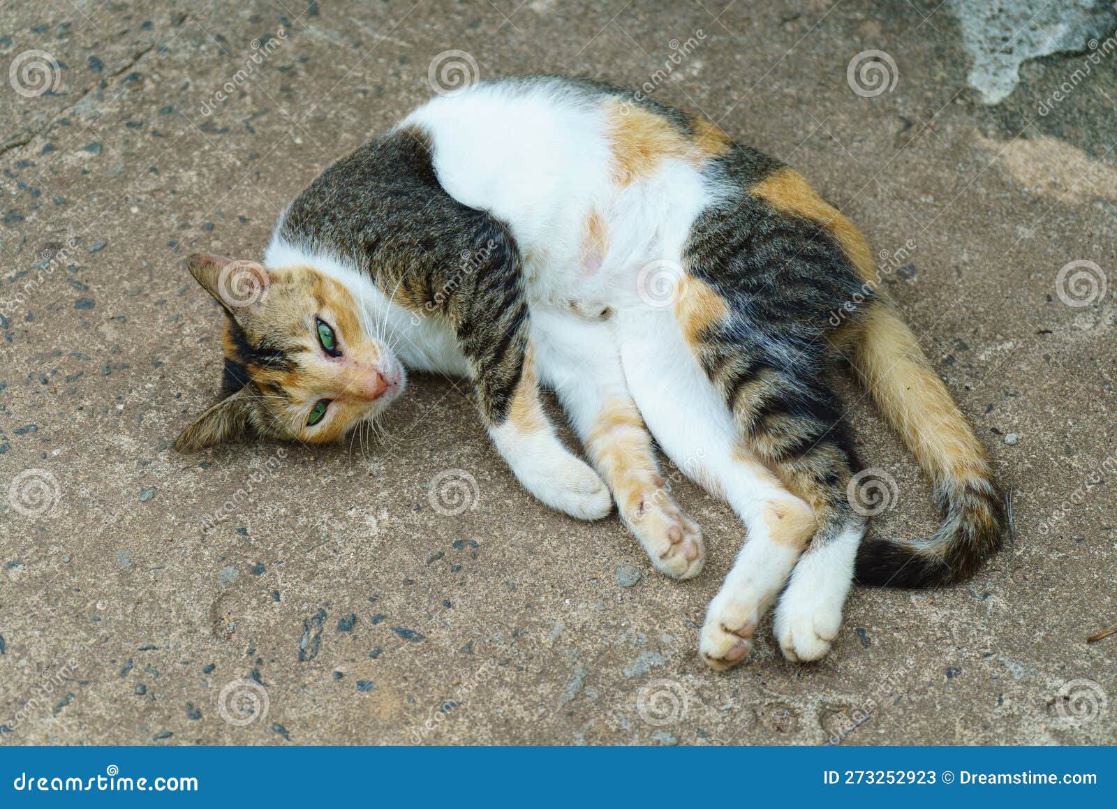 A Sick Cat Lies on the Road Stock Image - Image of sick, portrait ...