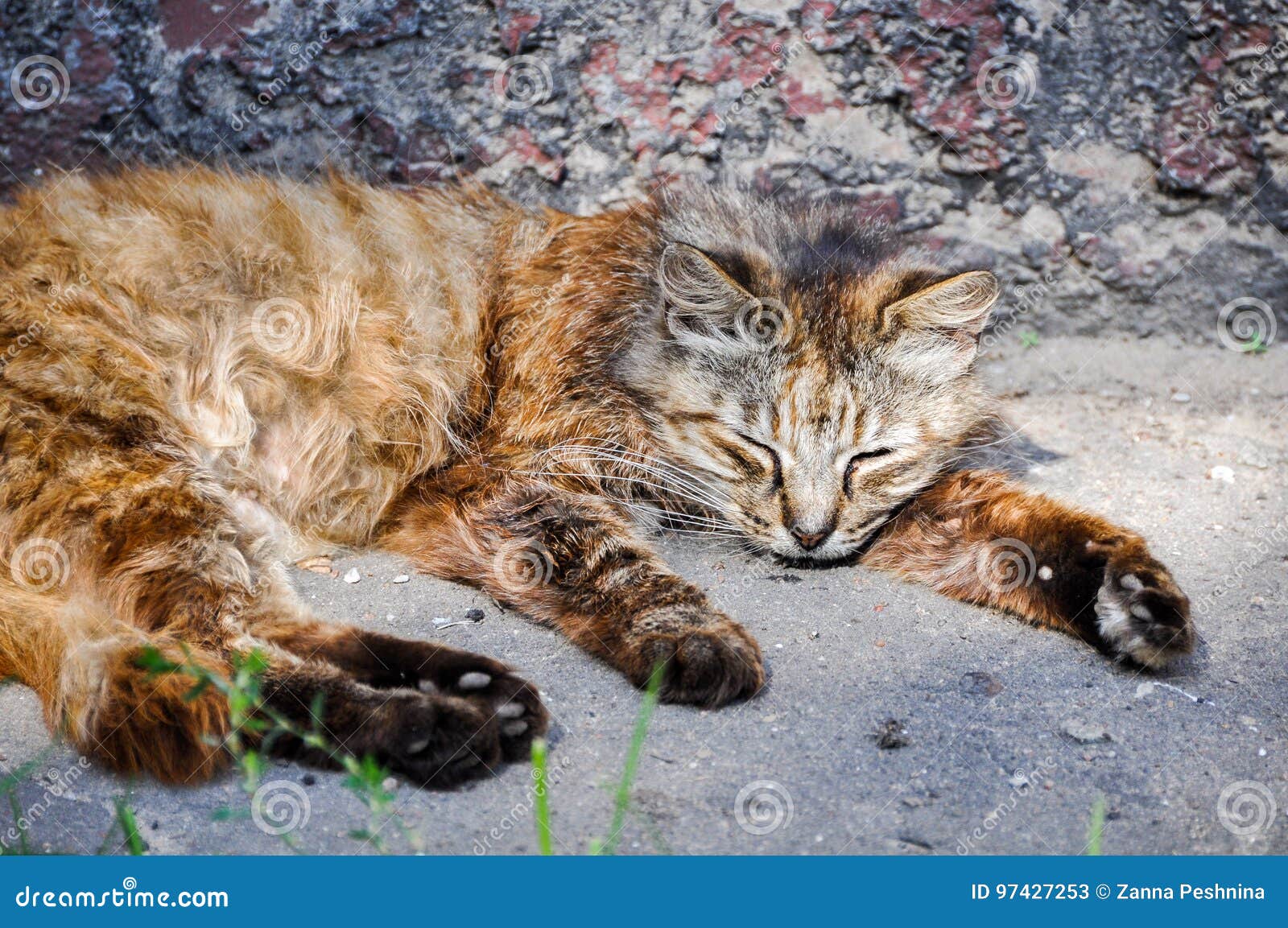 Sick cat stock image. Image of feline, rabies, neglected - 97427253