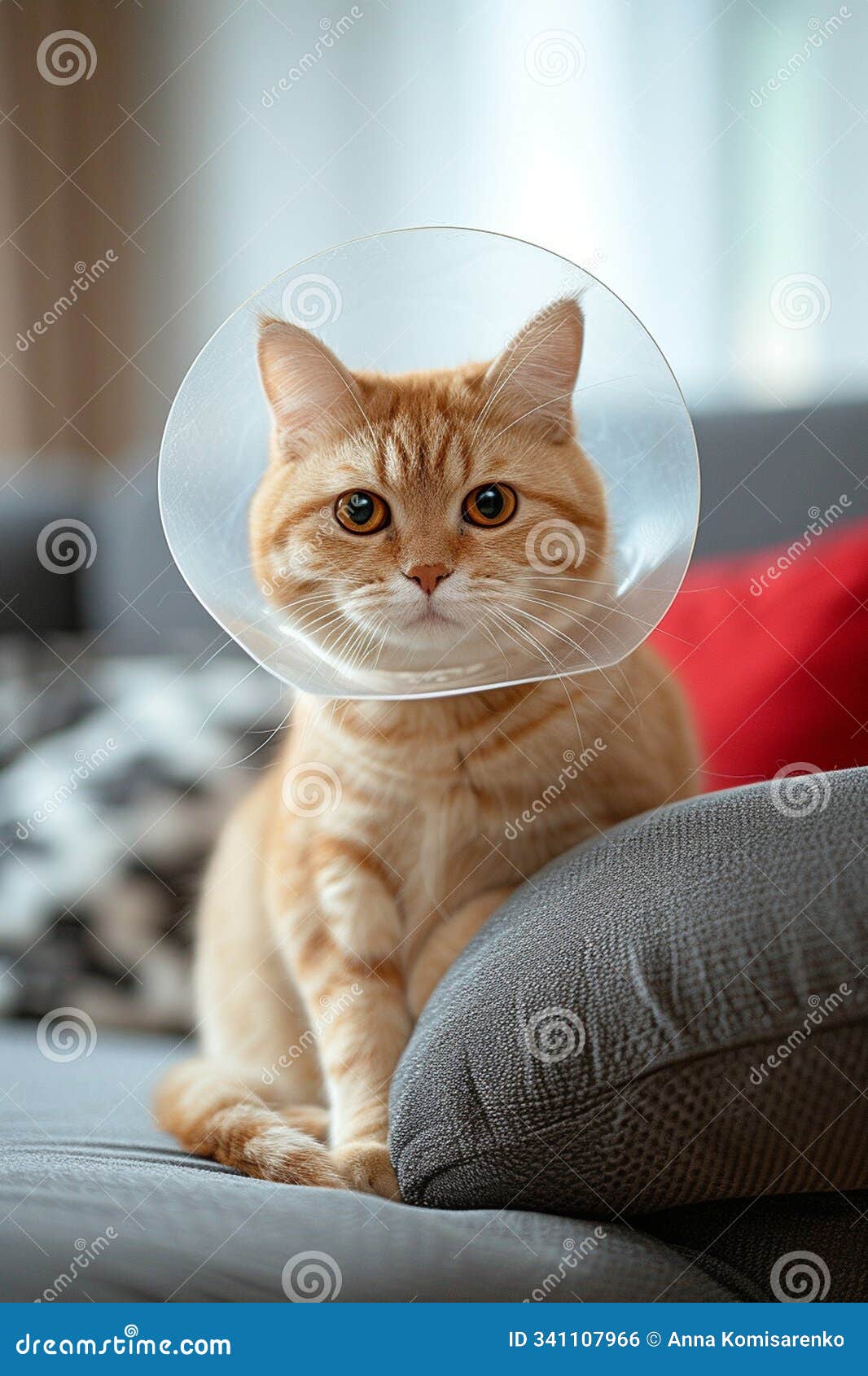 Sick Cat Lying Down Looking at Camera with Plastic Collar on Head Stock ...