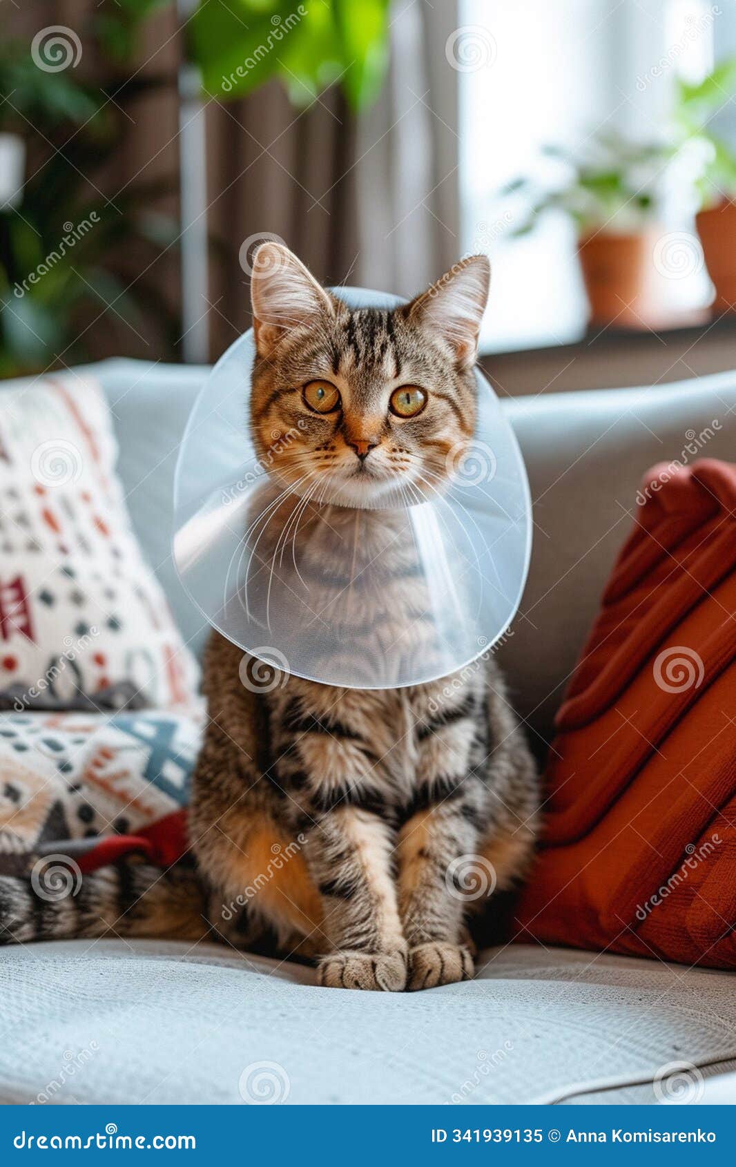 Sick Cat Lying Down Looking at Camera with Plastic Collar on Head Stock ...