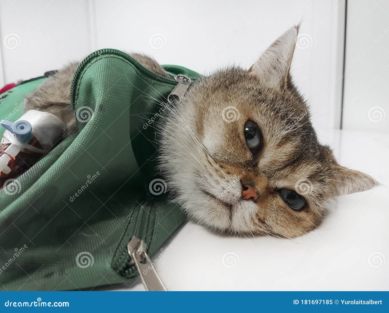 Sick Cat Lying on the Surgical Table in the Hospital Stock Image ...