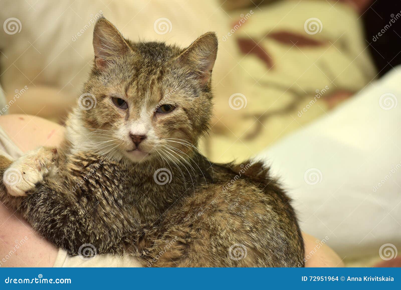 Sick cat stock photo. Image of kitten, mammal, awaiting - 72951964