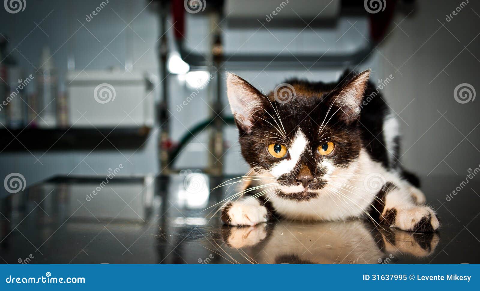 3,473 Animals Scared Stock Photos - Free & Royalty-Free Stock Photos ...