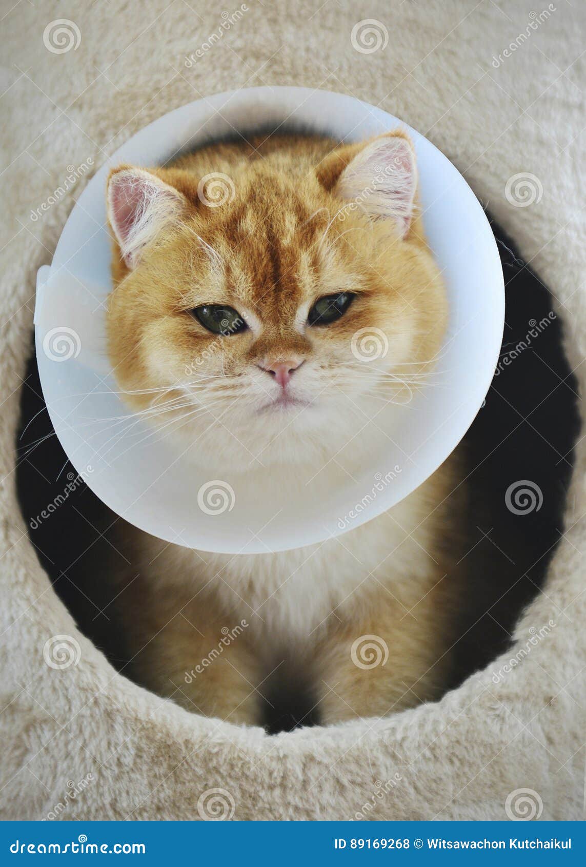 Sick cats stock photo. Image of house, garfield, looking - 89169268