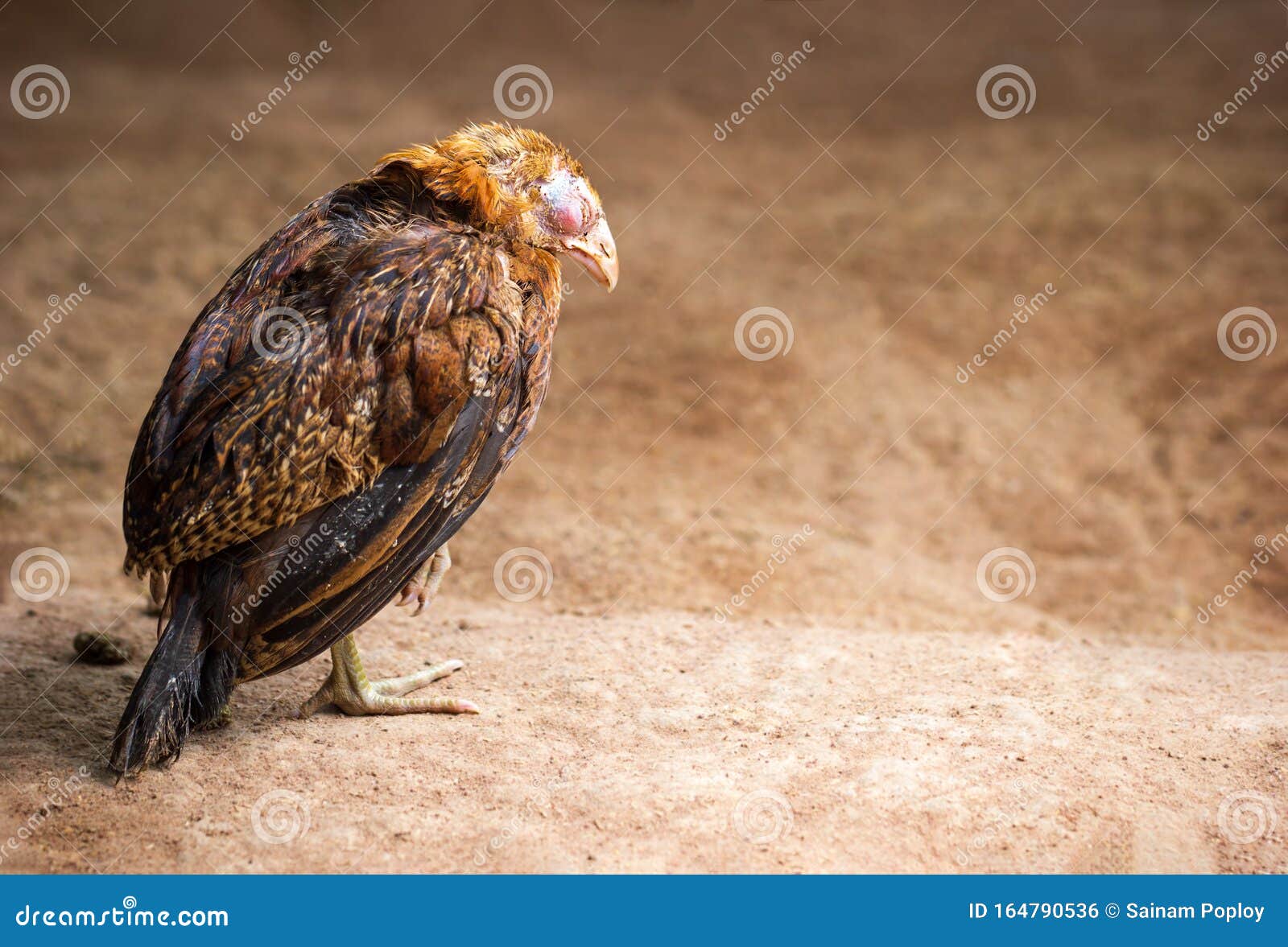 Sick Chicken Or Sad Chicken In Farm,Epidemic, Bird Flu. Stock ...