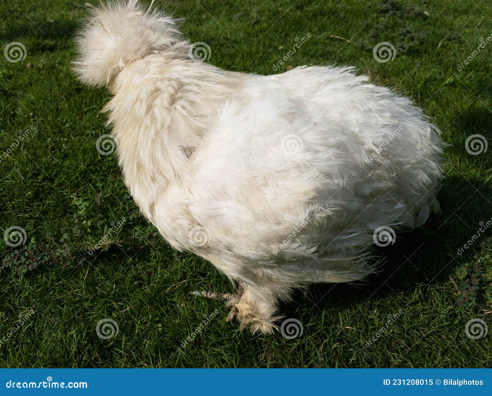 Sick Chicken Standing or Miserable Ill Chicken Stock Image - Image of ...