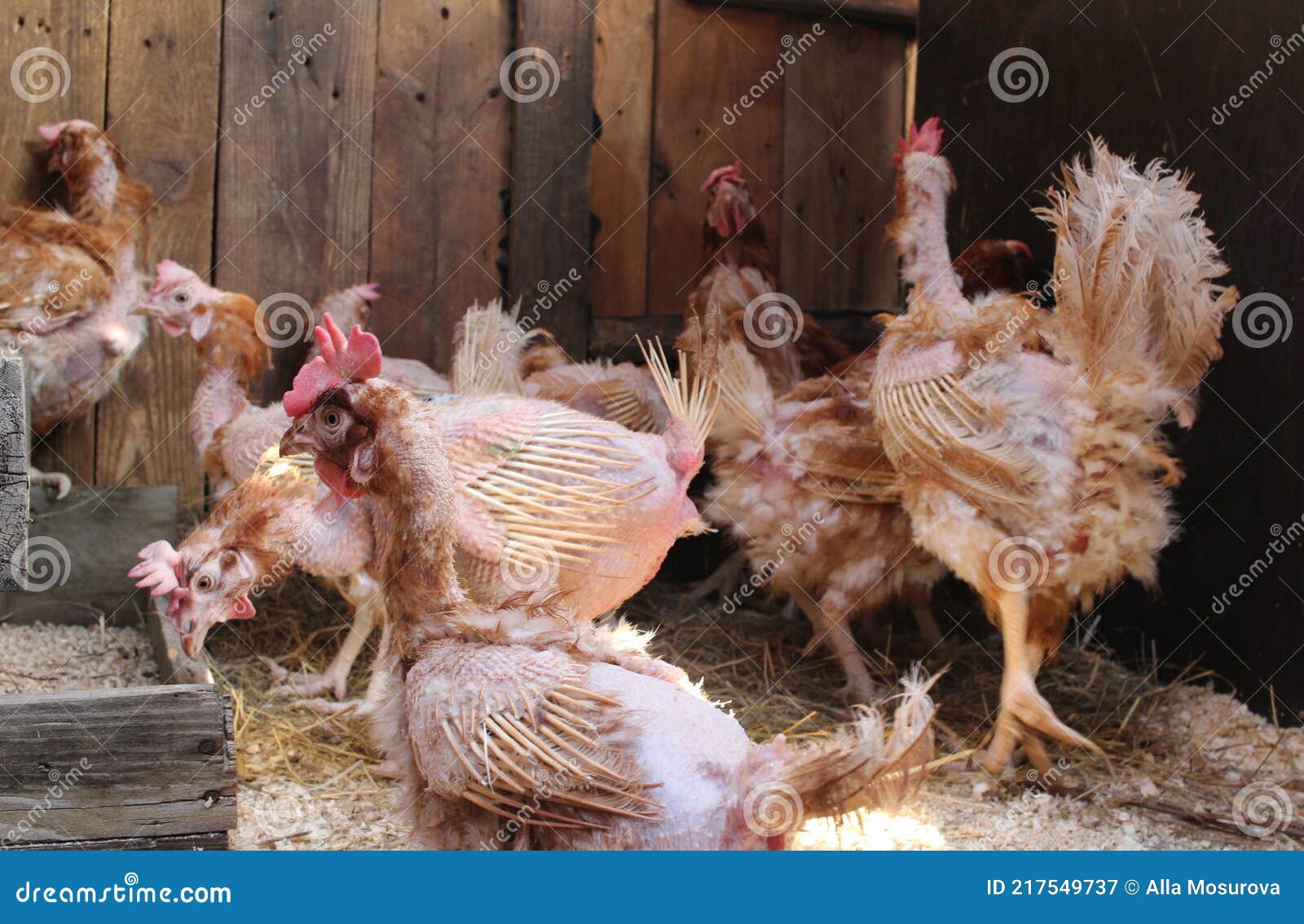 Sick Chickens Bald Birds Without Feathers With Skin At A Poultry Farm Cruelty Stock Image