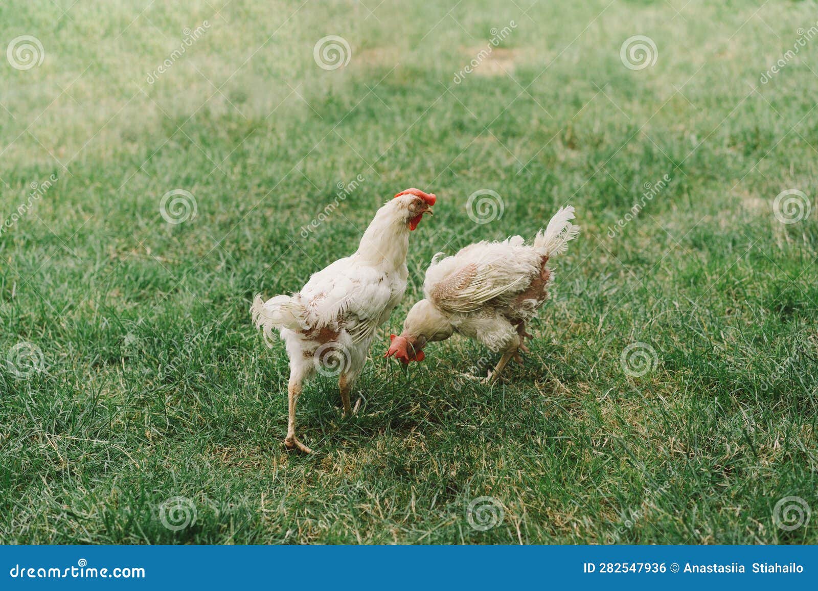 Sick Chickens Bald Birds without Feathers Walk on a Free Range. Stock ...