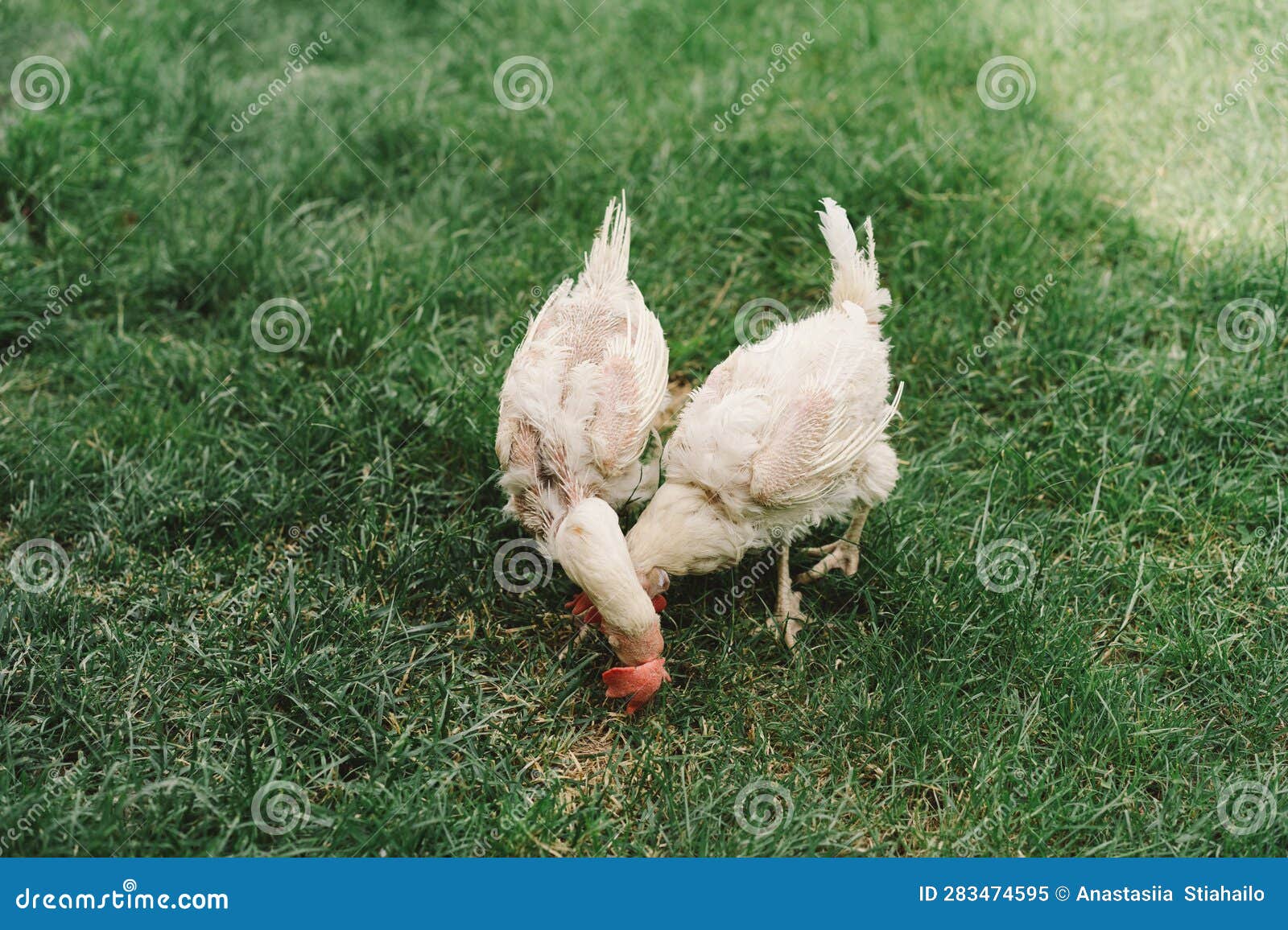 Sick Chickens Bald Birds without Feathers Walk on a Free Range. Stock ...