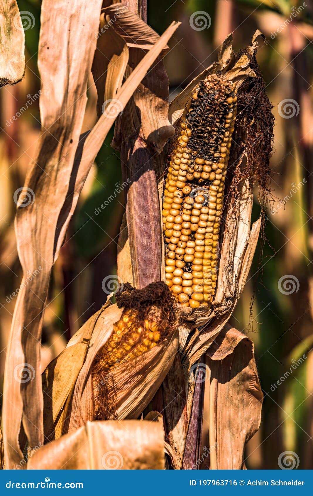 Unsaleable Corn Stock Photos - Free & Royalty-Free Stock Photos from ...