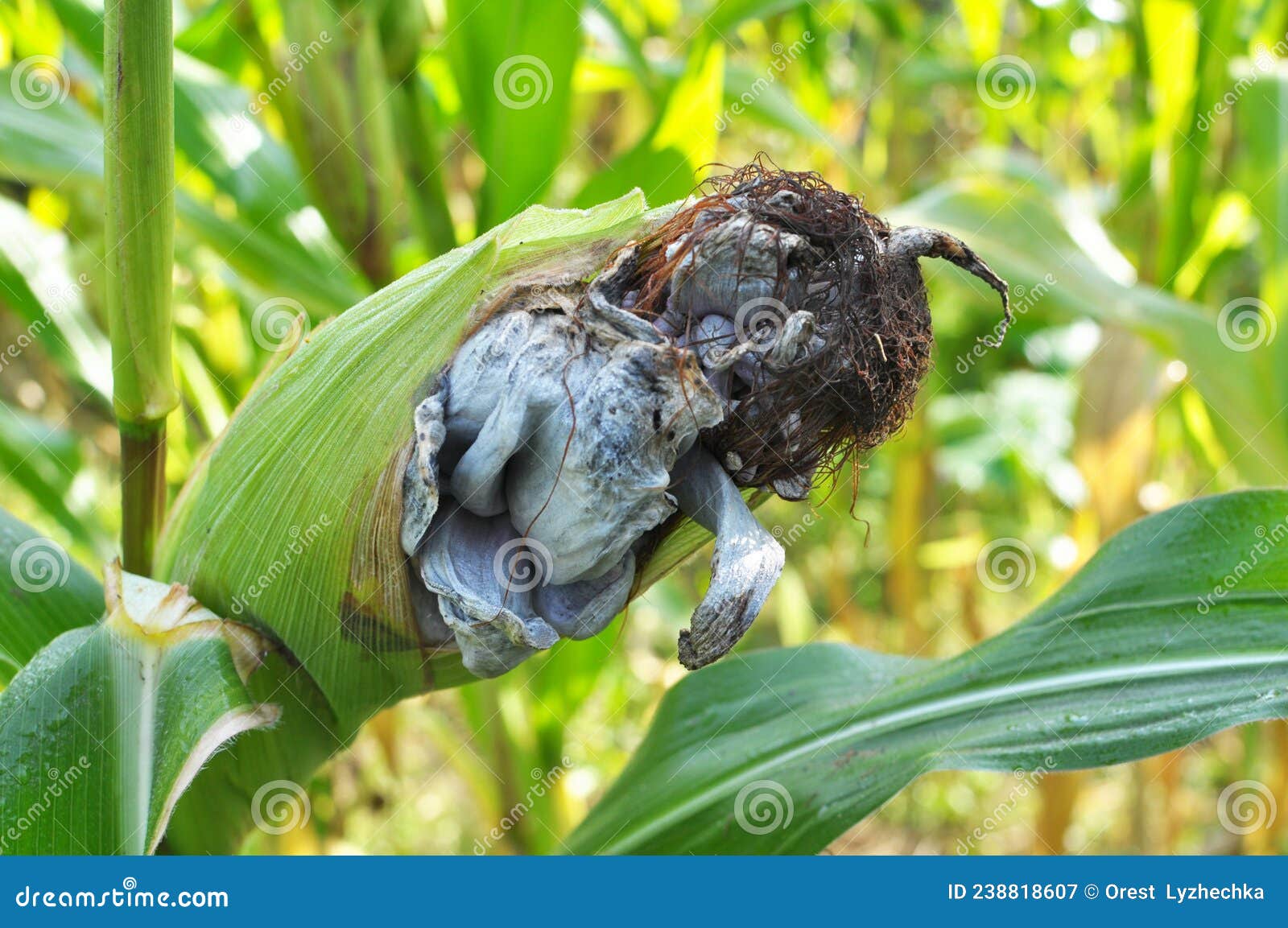A Corn Plant Affected by the Fungus Ustilago Zeae Unger Stock Image ...