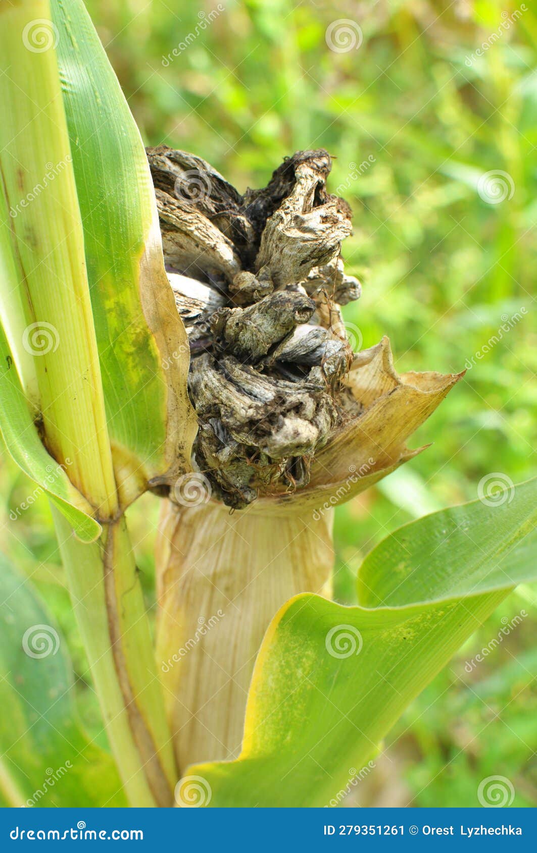 A Corn Plant Affected by the Fungus Ustilago Zeae Unger Stock Image ...