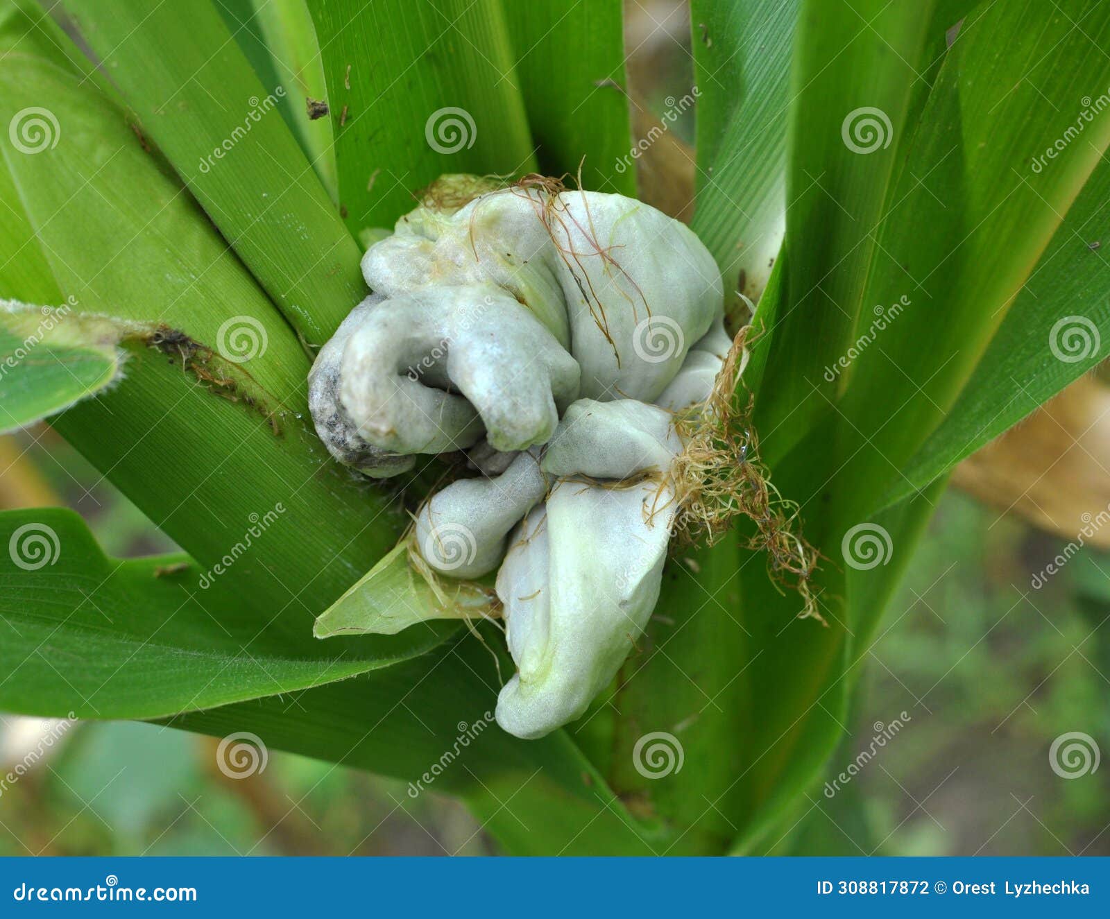 A Corn Plant Affected by the Fungus Ustilago Zeae Unger Stock Photo ...