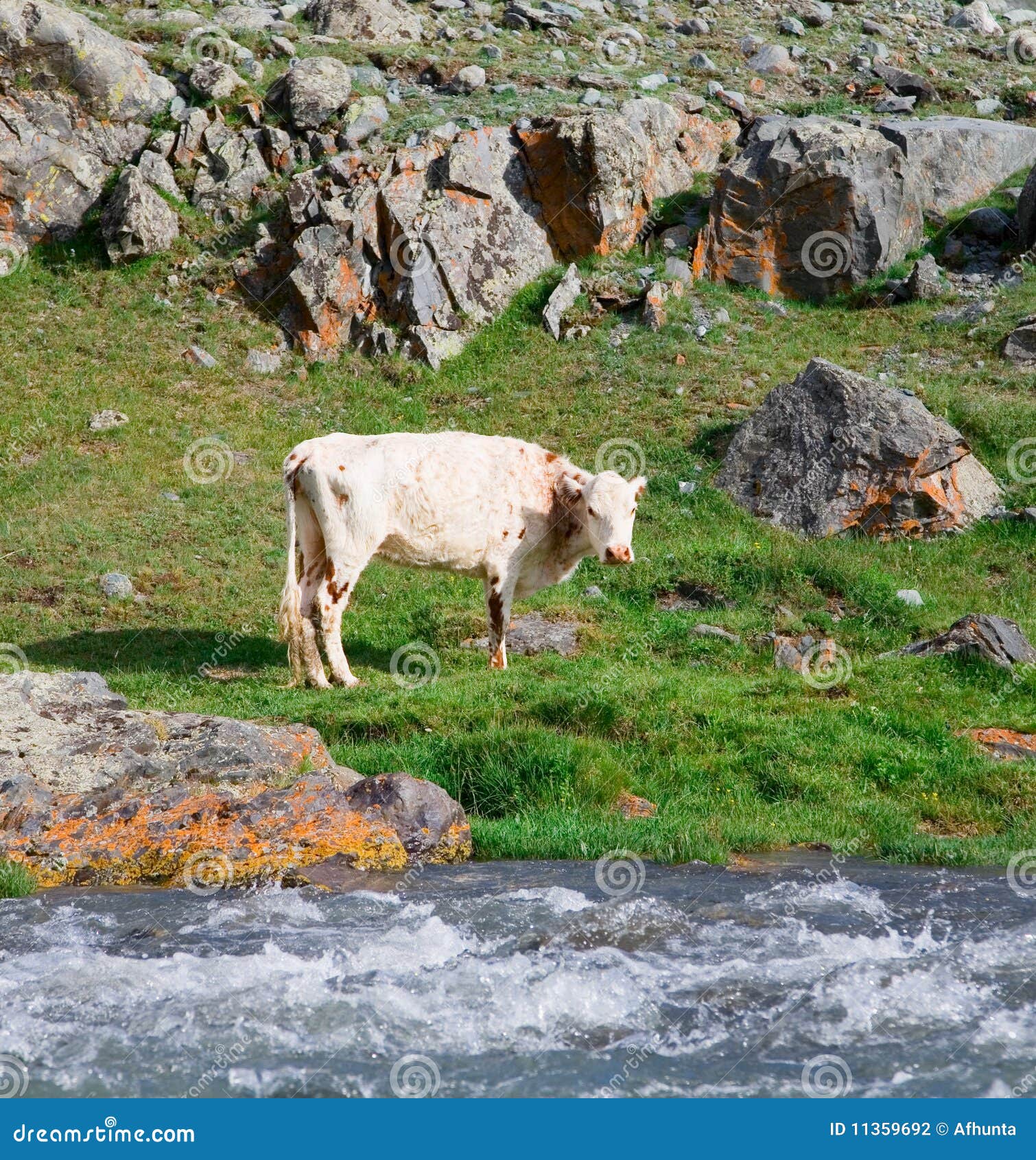 A sick cow stock photo. Image of sick, green, pasture - 11359692