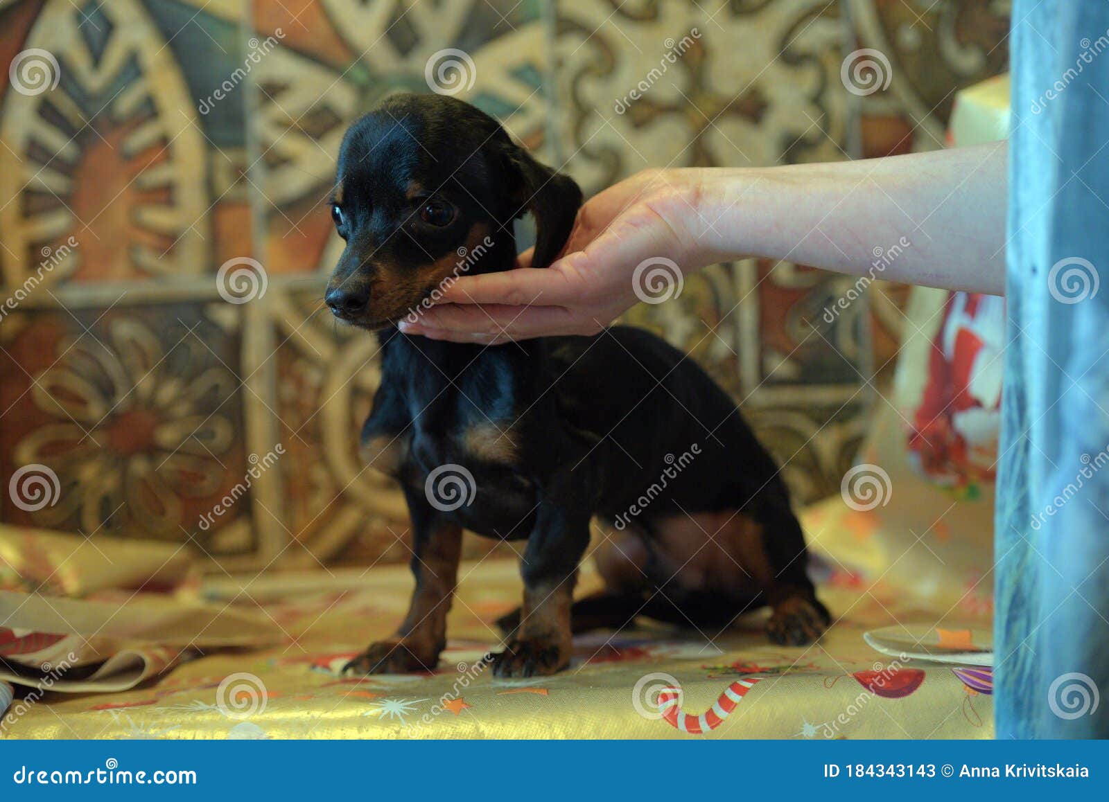 Sick Dachshund Puppy HYDROCEPHALIA Stock Image - Image of congenital ...
