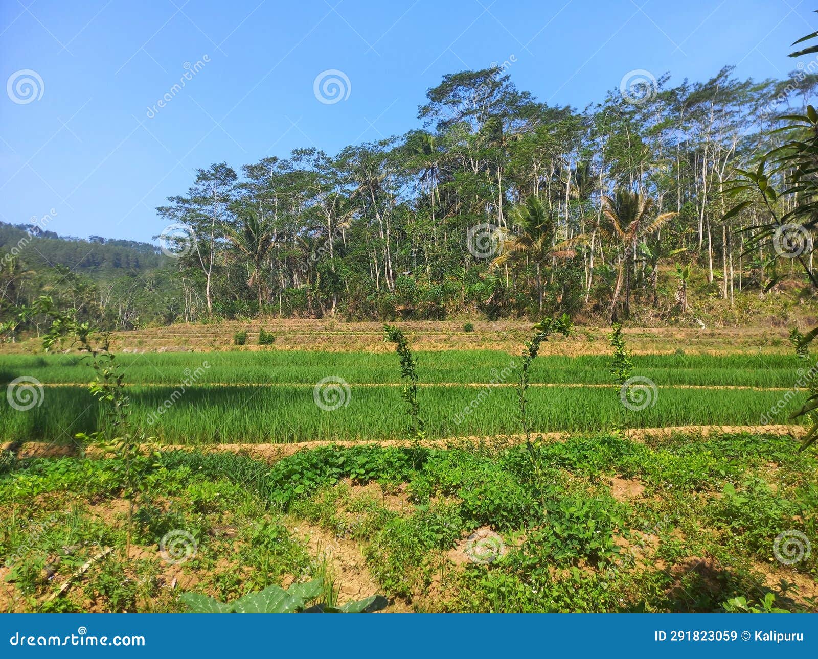Sick Day Views of Rice Fields and Trees Stock Image - Image of sick ...