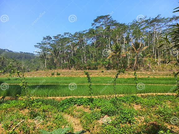 Sick Day Views of Rice Fields and Trees Stock Image - Image of sick ...