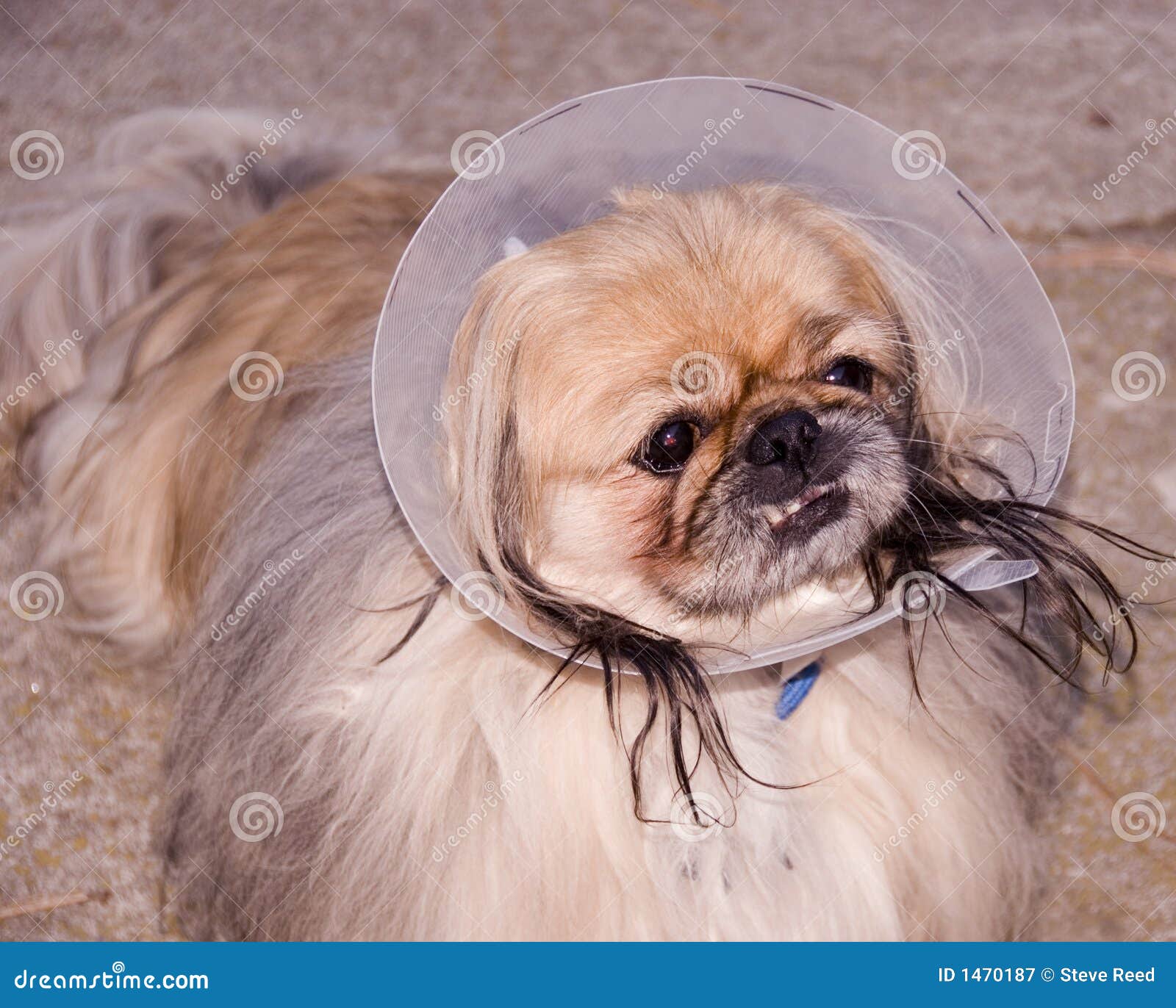 Sick Dog stock image. Image of pekingese, cute, companion - 1470187
