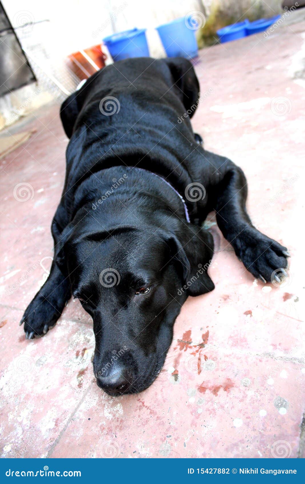 Sick Dog stock photo. Image of black, security, health - 15427882