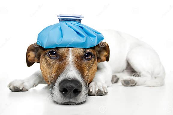 Sick dog stock image. Image of disease, jack, glamorous - 23266125