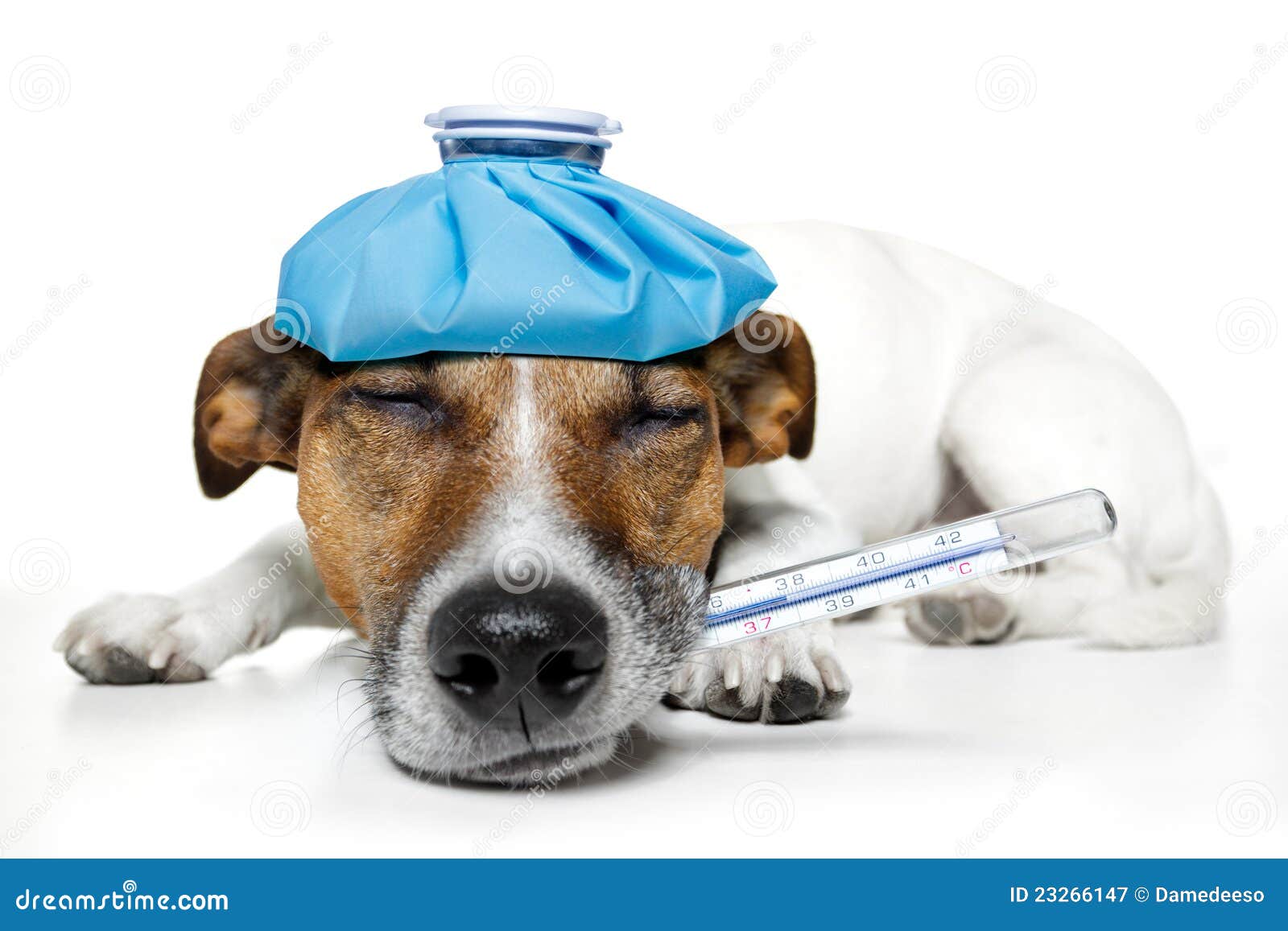 Sick Ill Dog Royalty-Free Stock Image | CartoonDealer.com #60372160