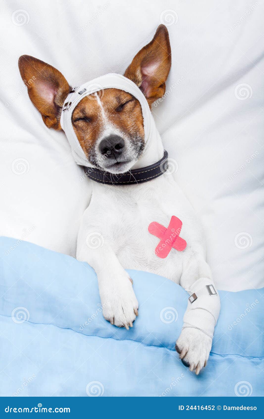 Sick dog stock photo. Image of health, emergency, doggy - 24416452