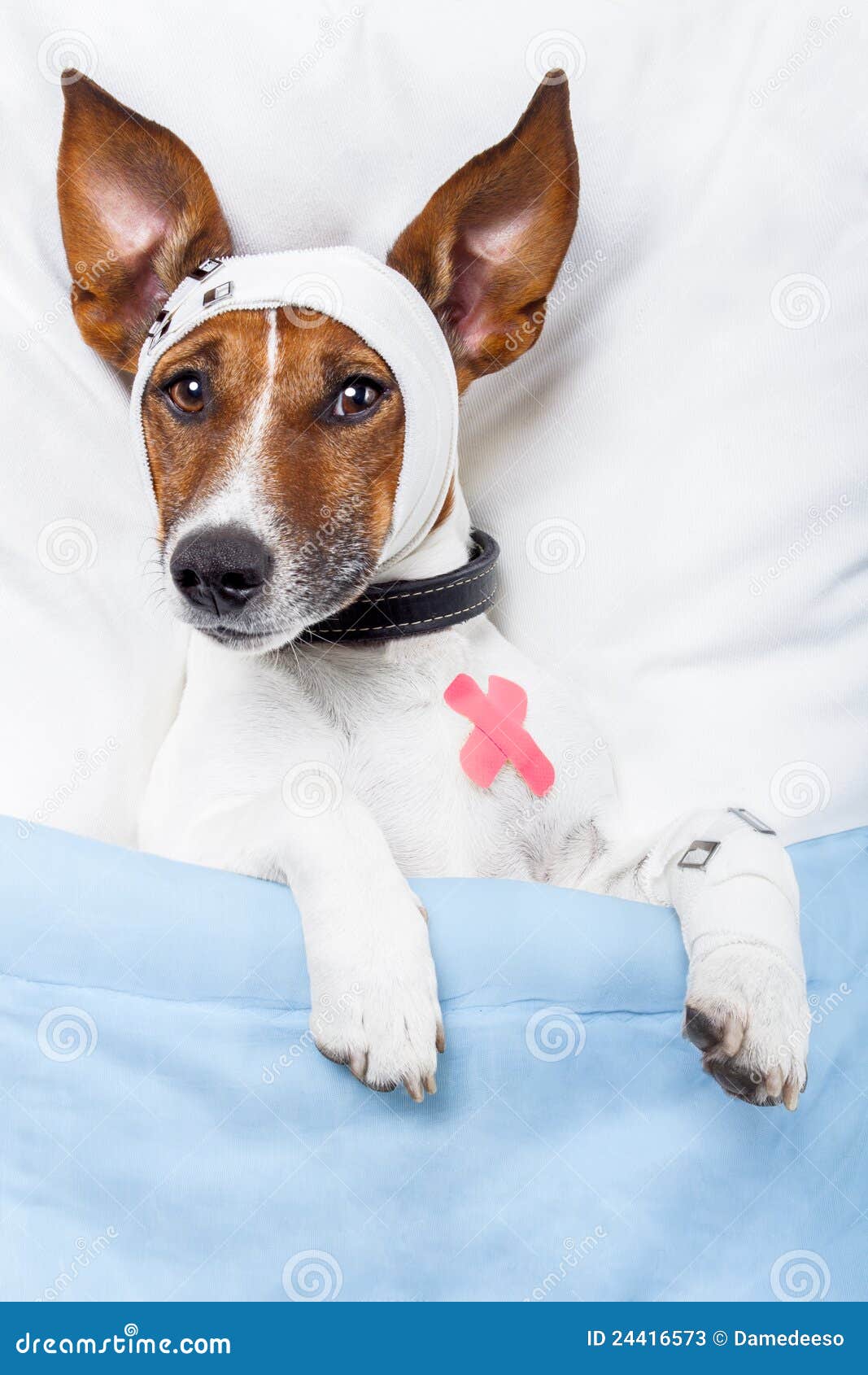 Sick dog stock image. Image of canine, care, bone, disease - 24416573