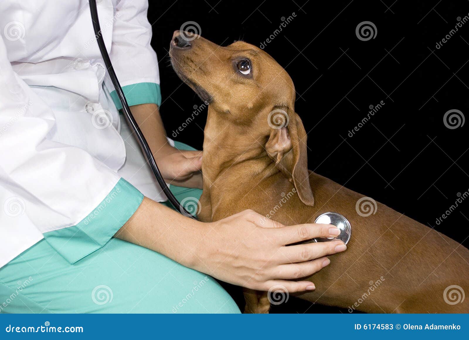 The sick dog stock image. Image of breed, heart, cute - 6174583