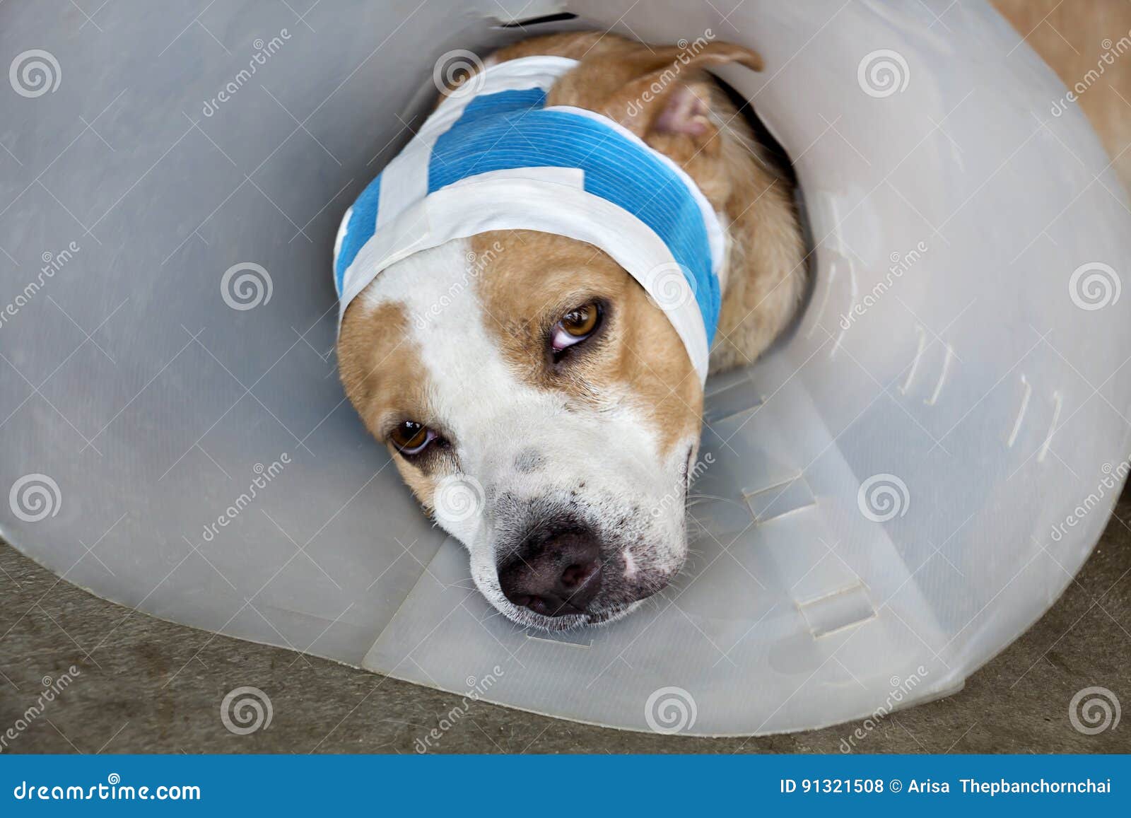 Sick Dog with Bandages Lying and Wearing a Funnel Collar. Stock Photo ...