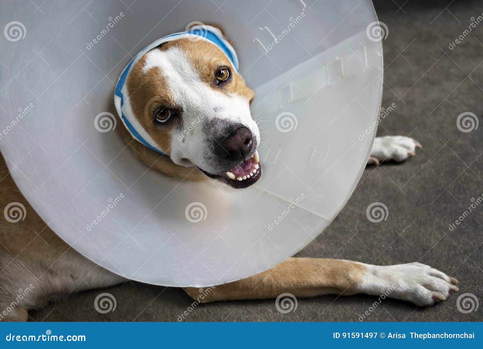 Sick Dog with Bandages Lying and Wearing a Funnel Collar. Stock Image ...