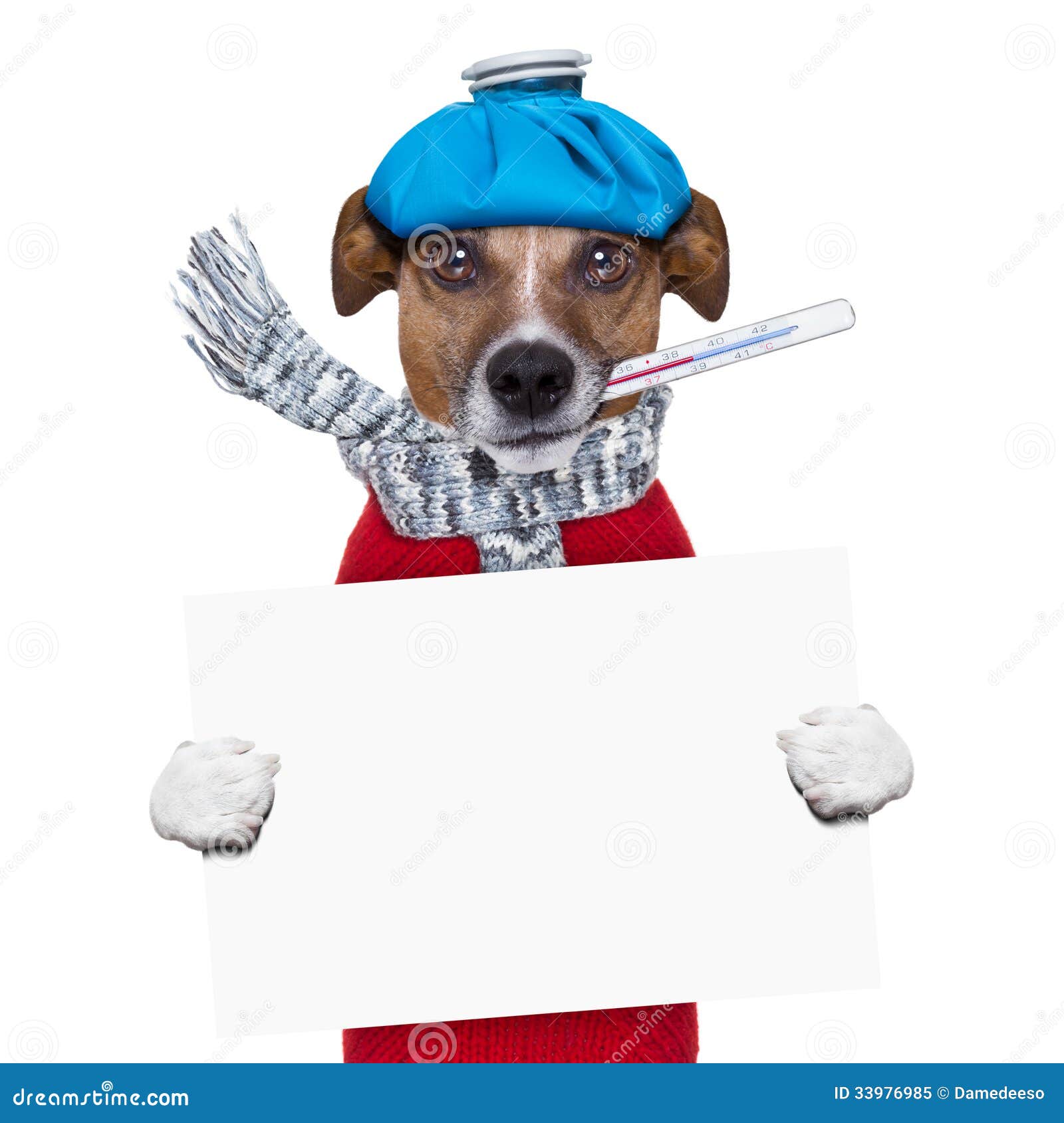 Sick dog with fever stock image. Image of pack, heal - 33976985
