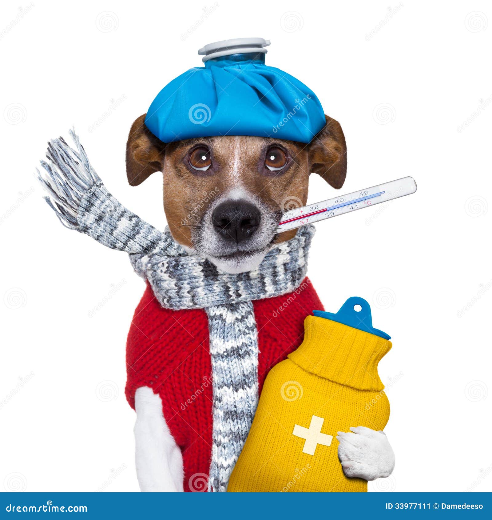 Sick dog with fever stock image. Image of hurt, illness - 33977111