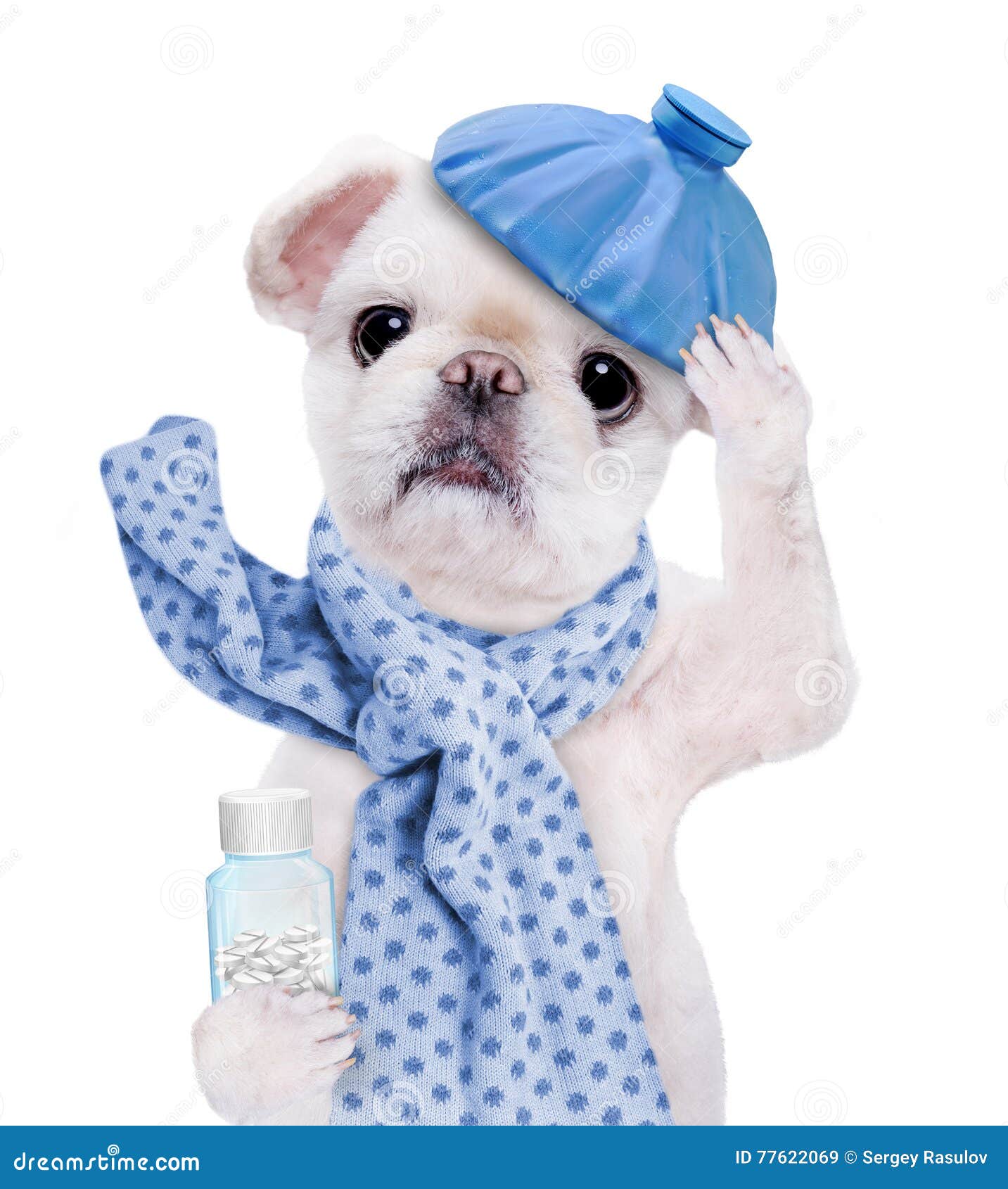 Sick dog. stock image. Image of headache, treatment, cure - 77622069