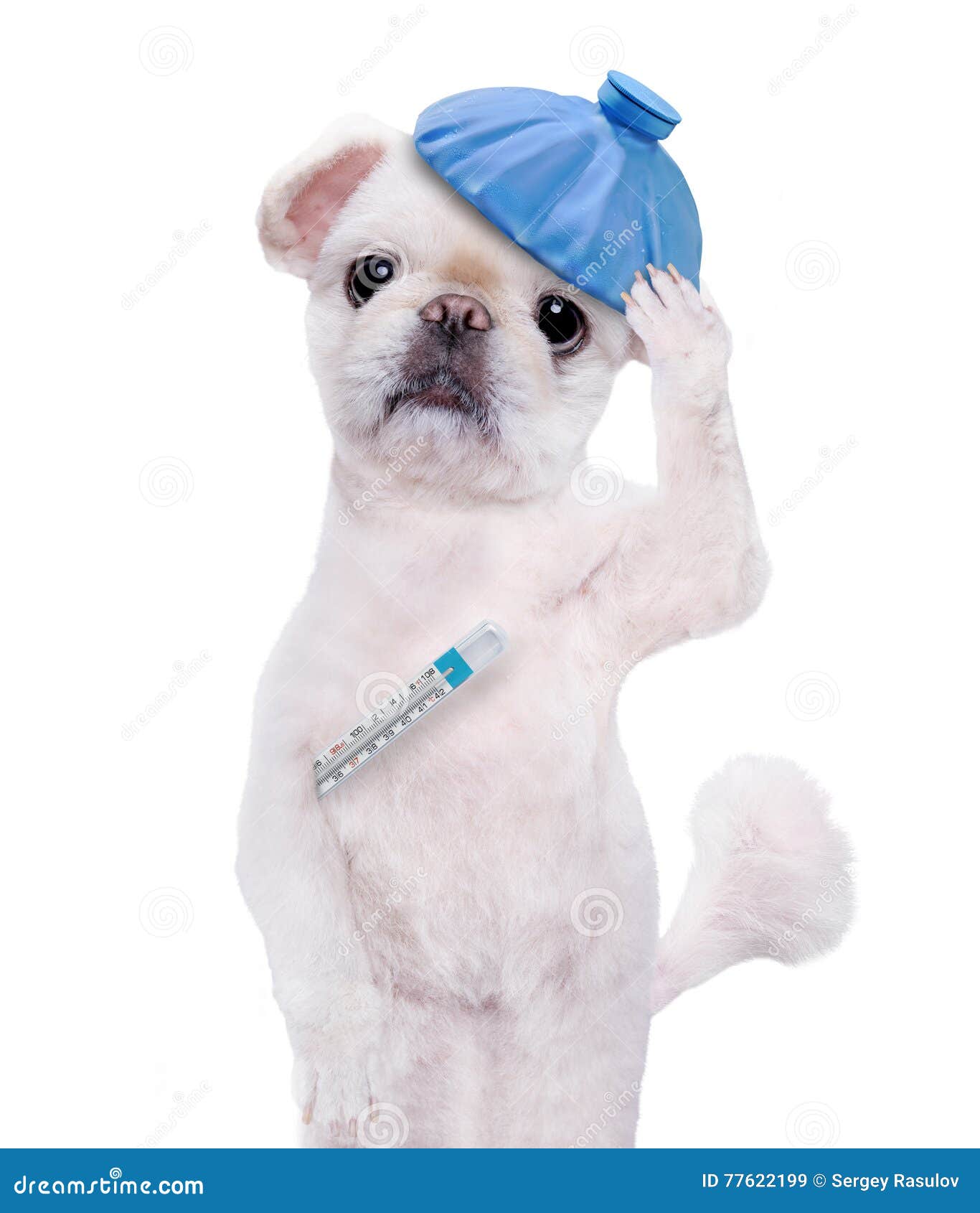 Sick dog. stock image. Image of sick, thermometer, emergency - 77622199